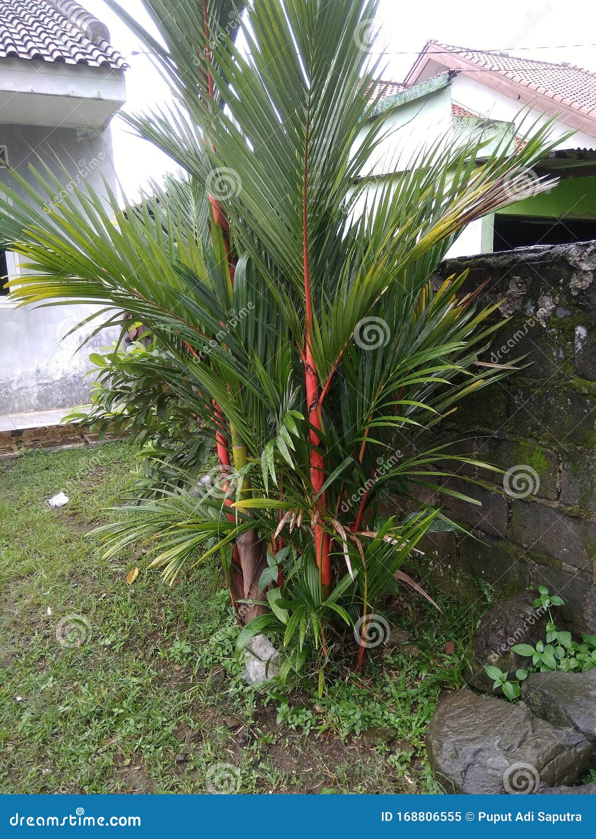 Palm Tree in Front of House Stock Image - Image of green, palm: 168806555