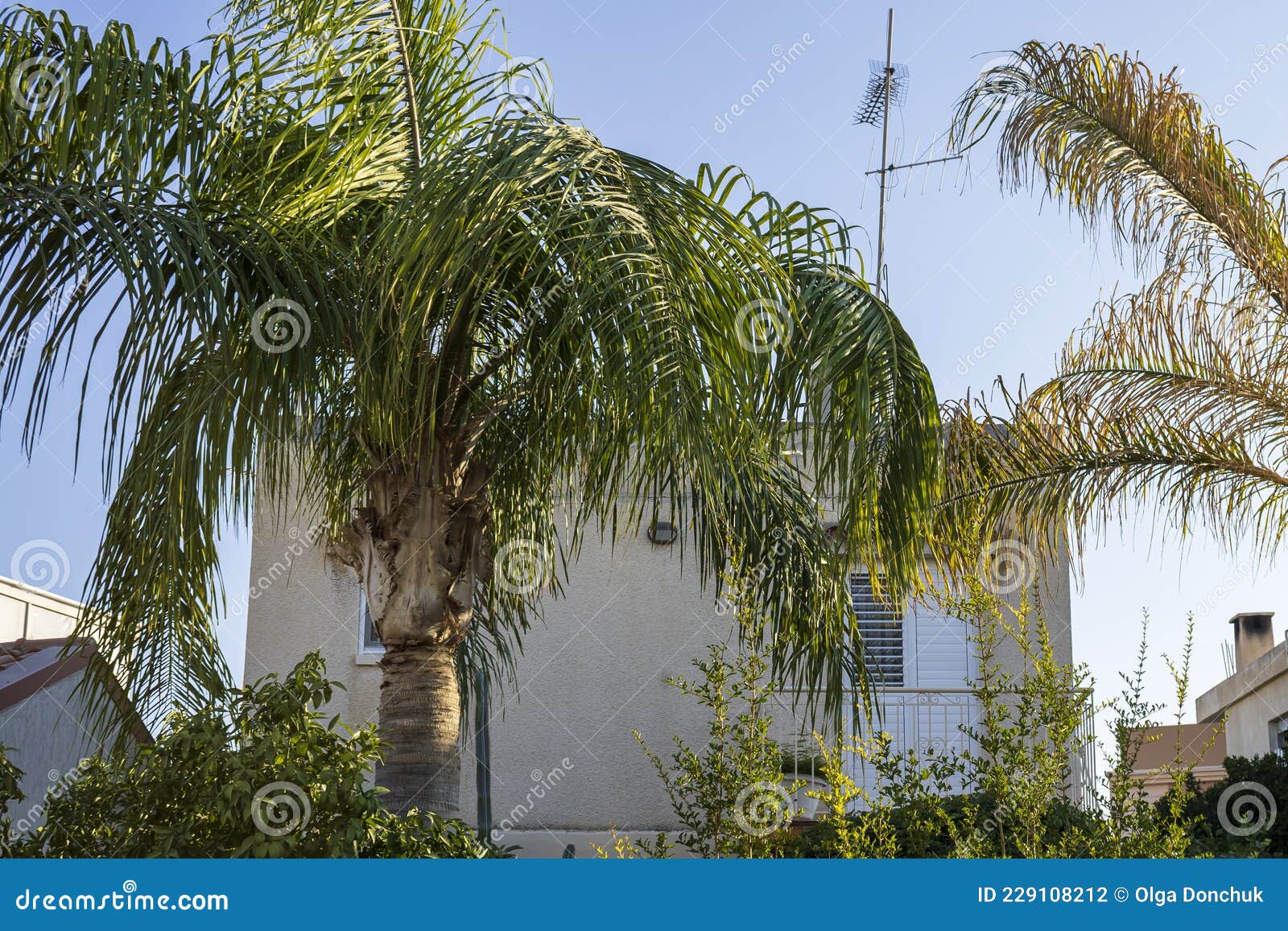 Palm Tree in Front of the House Stock Photo - Image of relaxation ...
