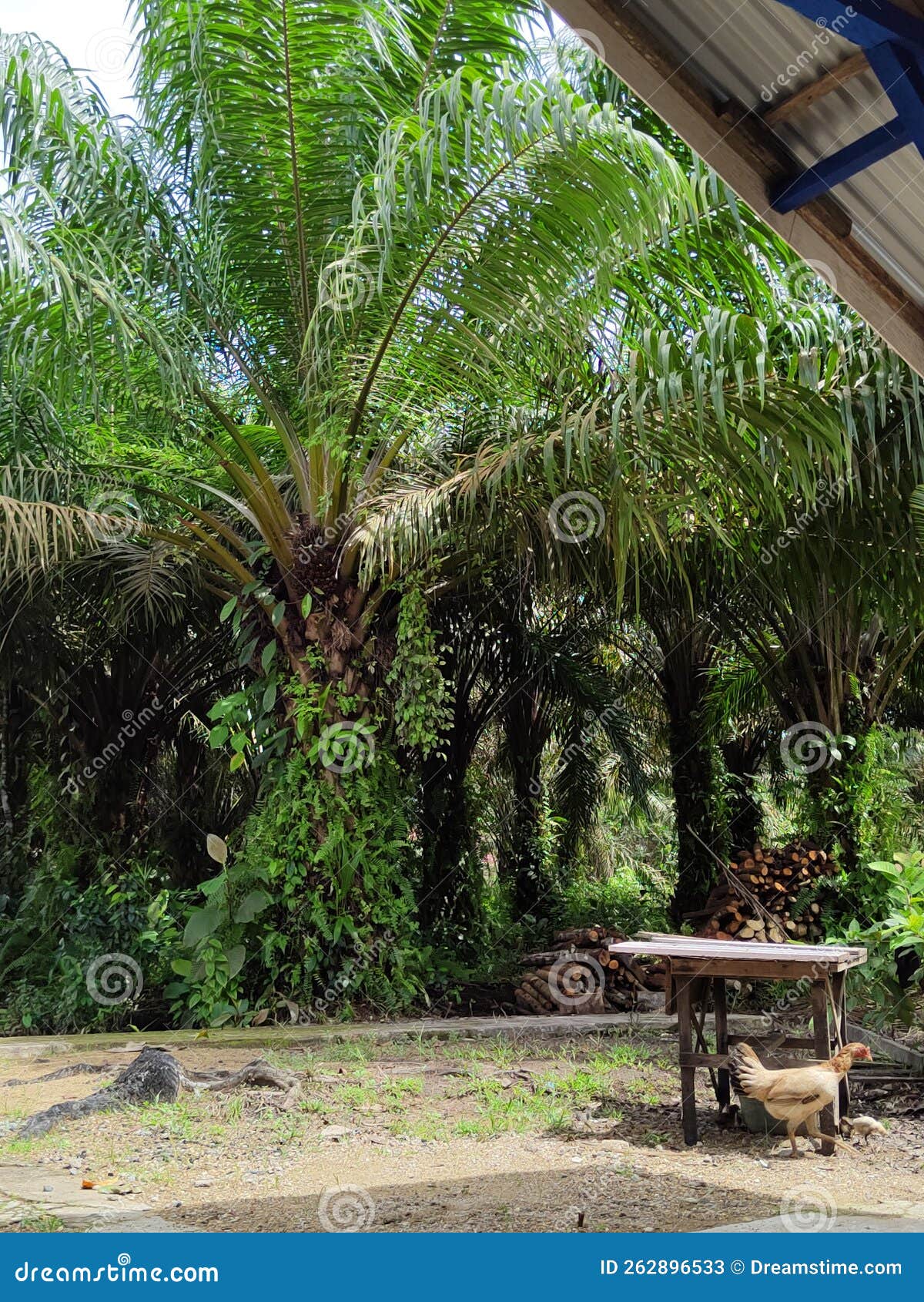 Palm Tree in Front of the House Stock Image - Image of trees, front ...