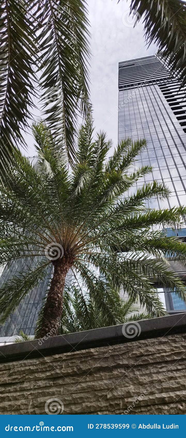 Palm Tree in Front of Office Building Stock Image - Image of palm ...