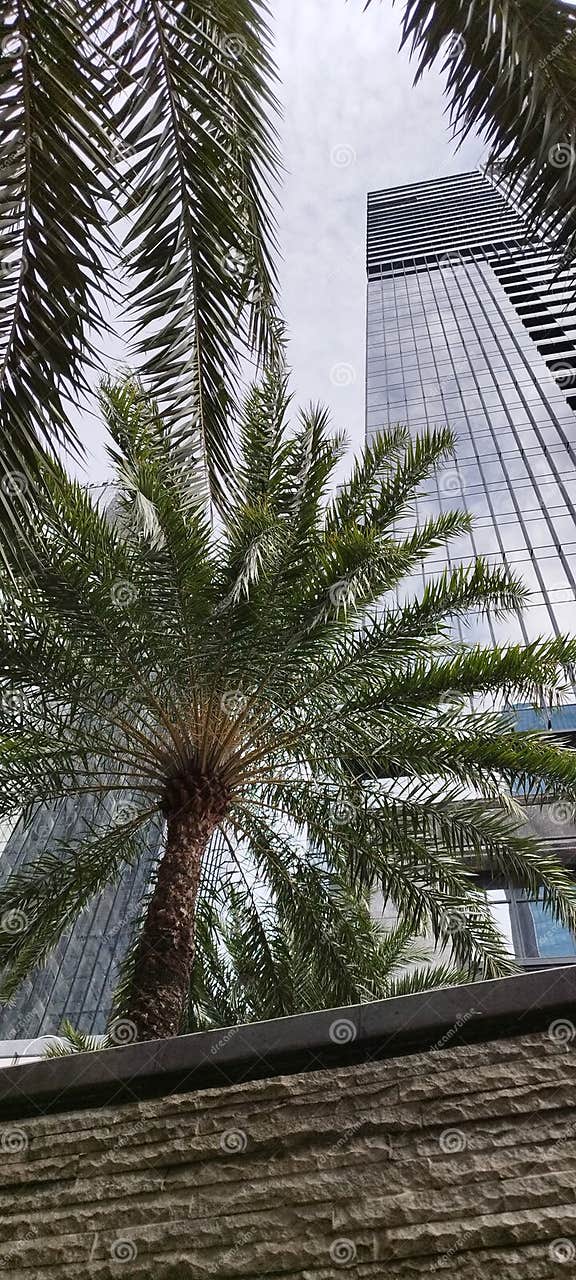Palm Tree in Front of Office Building Stock Image - Image of palm ...