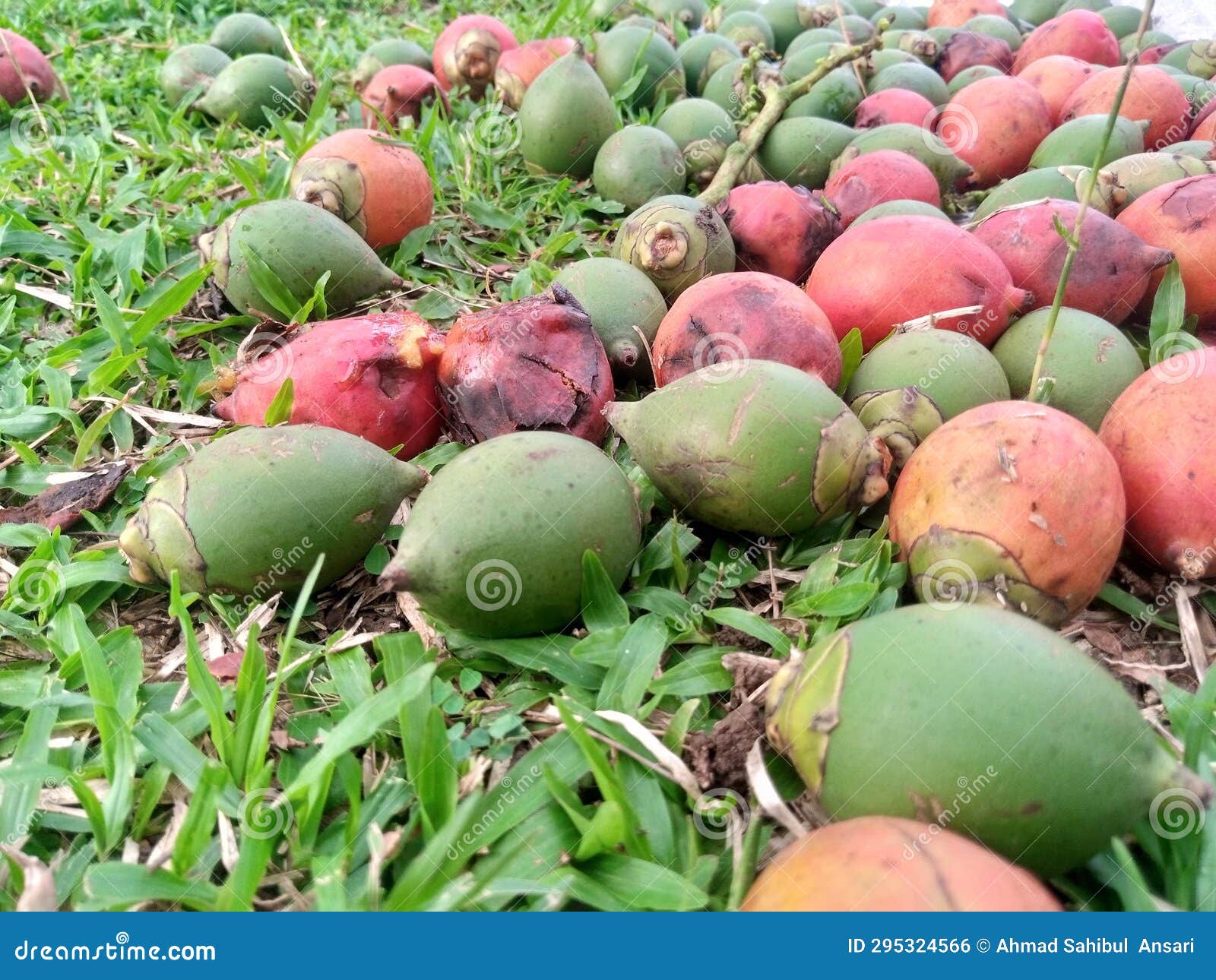 Palm Tree Fruit Falling on the Grass is Red and Green Stock Photo ...