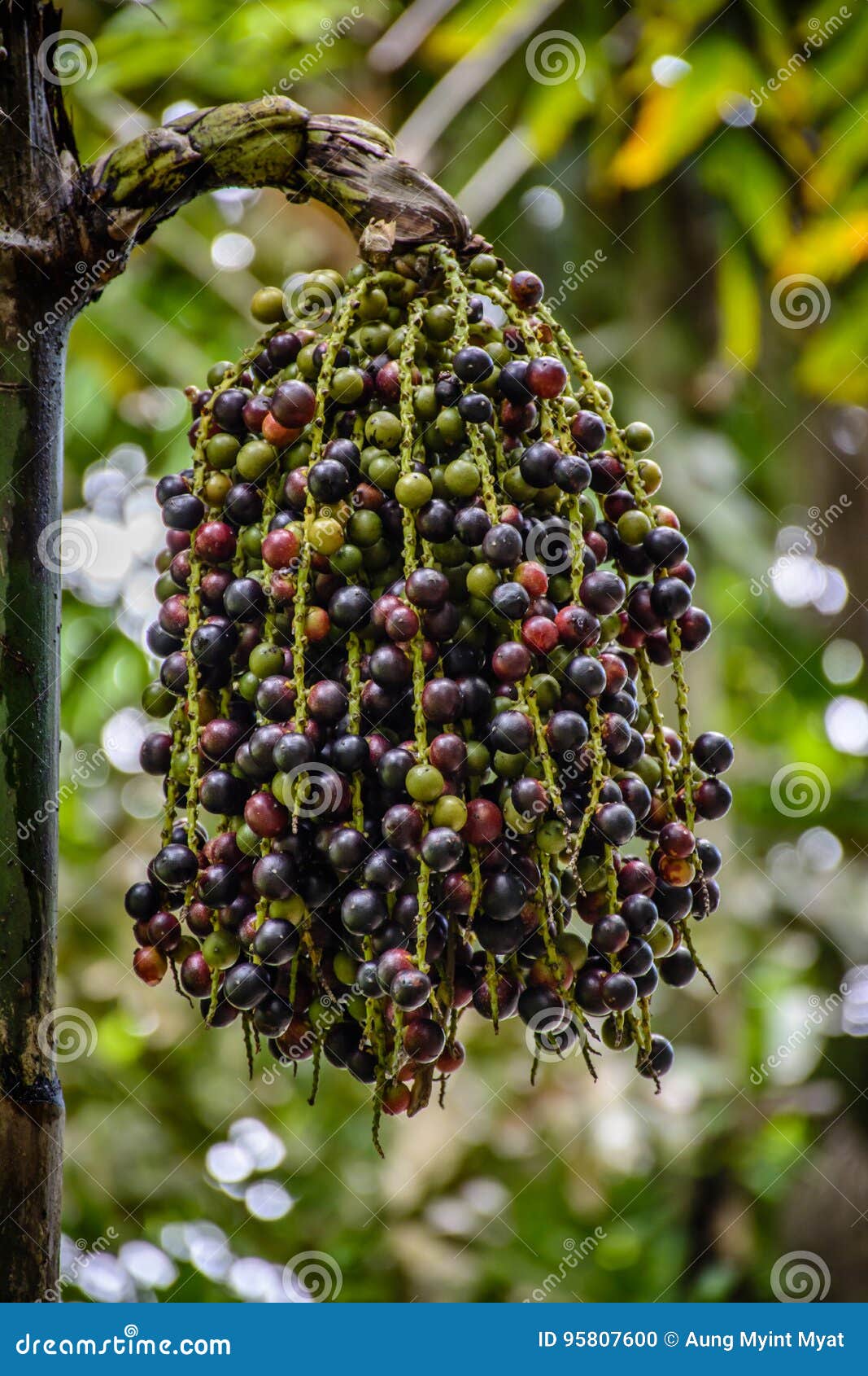 Palm Tree Fruit in the Garden, Myanmar Stock Photo - Image of sunlight ...