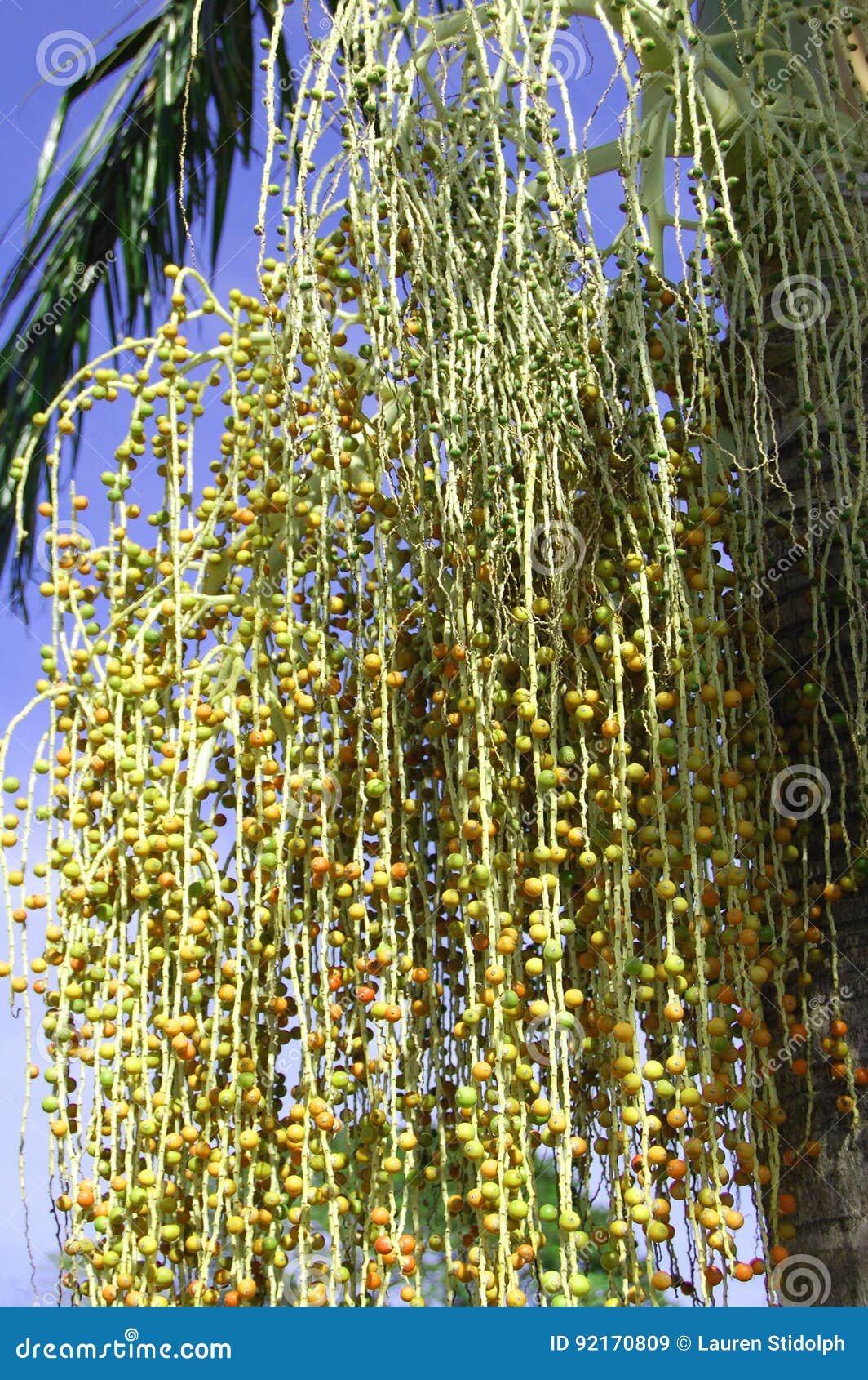 Palm Tree Fruit Hanging Down Stock Image - Image of nature, fruit: 92170809