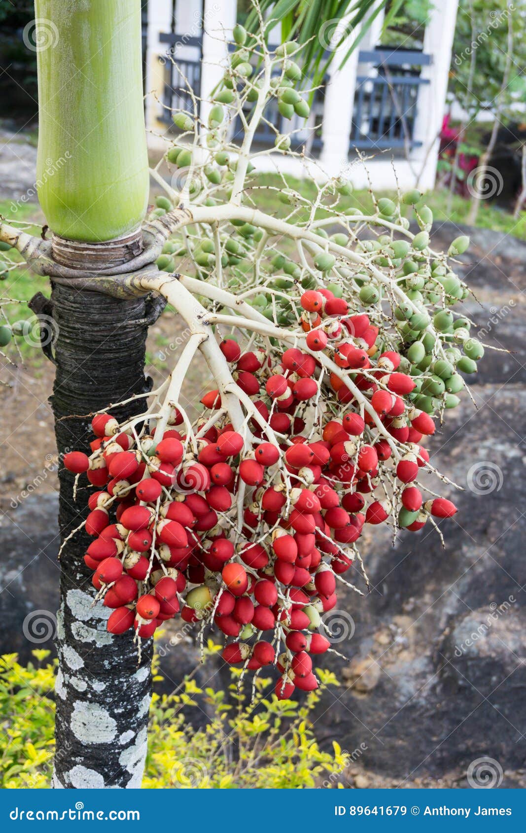 Palm tree fruit stock image. Image of fruit, tree, plant - 89641679