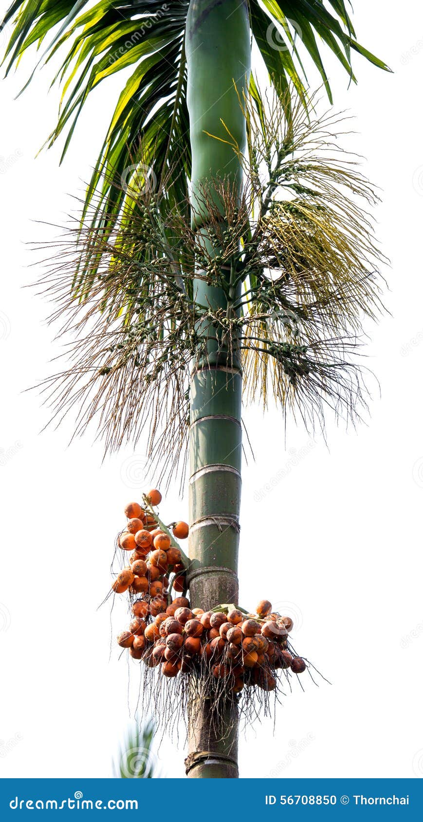Palm Tree Fruit and Tall Palm Stem Stock Photo - Image of leaf, tree ...