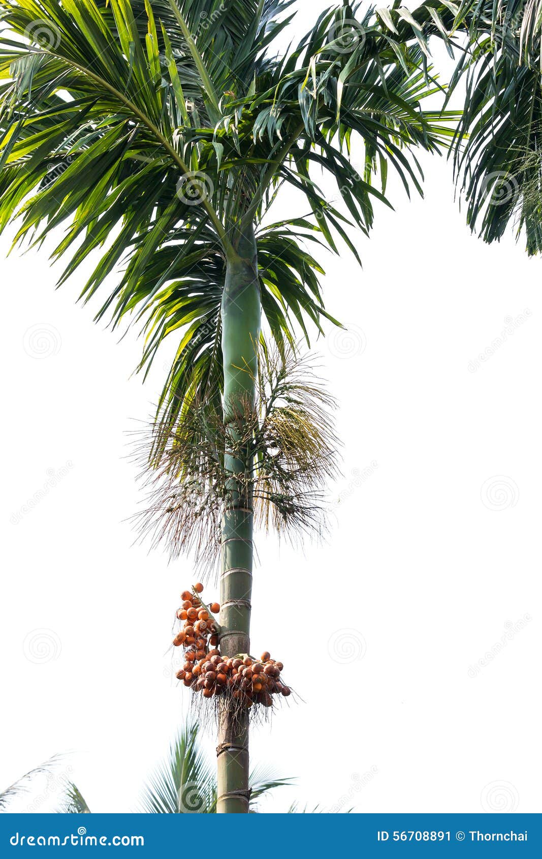 Palm Tree Fruit and Tall Palm Stem Stock Image - Image of leafage, stem ...