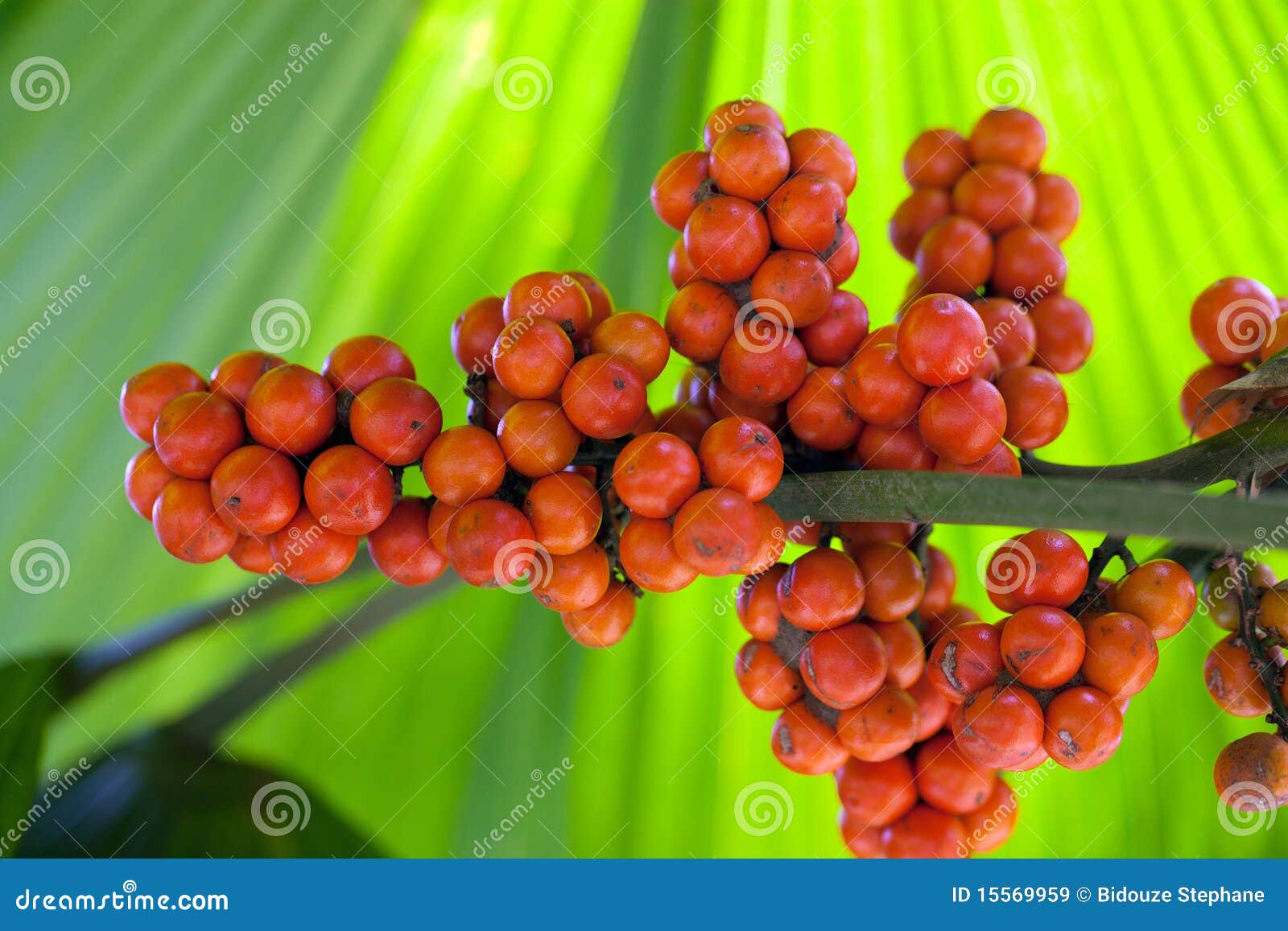Palm tree fruits stock image. Image of plentiful, close - 15569959