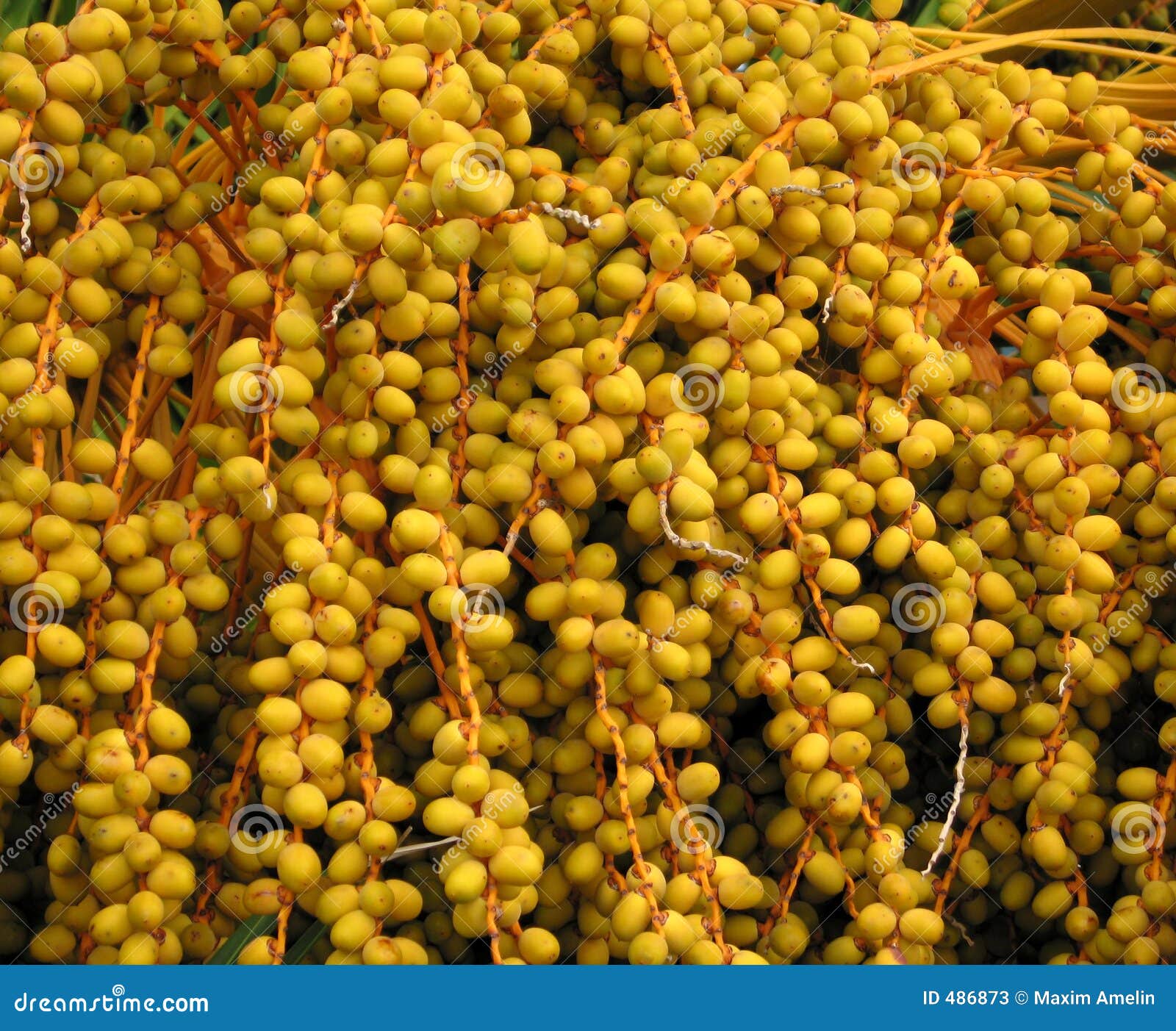 Palm tree fruits stock image. Image of mediterranean, bunch - 486873