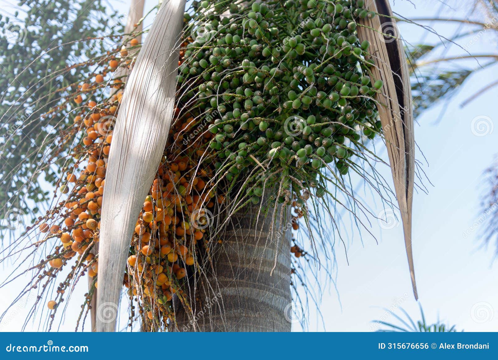 Palm Tree and Fruits of Butia Capitata Stock Photo - Image of garden ...