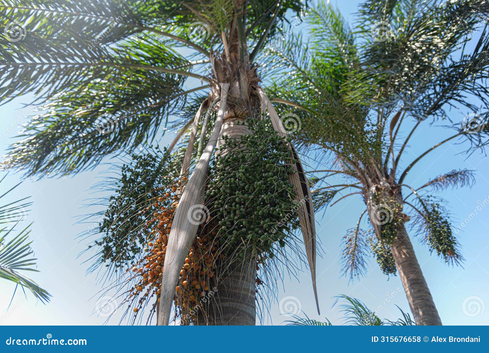 Palm Tree and Fruits of Butia Capitata Stock Photo - Image of exotic ...