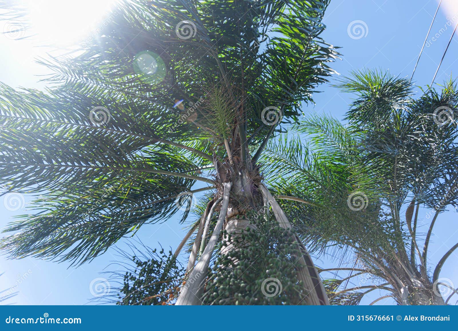 Palm Tree and Fruits of Butia Capitata Stock Image - Image of garden ...