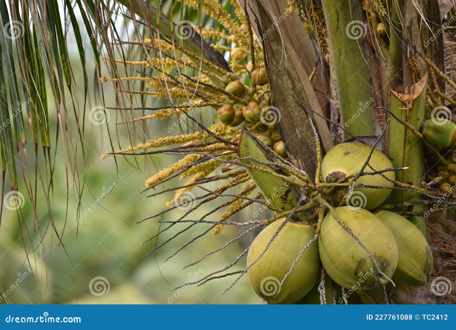 Coconut stock photo. Image of closeup, flora, edible - 227761088
