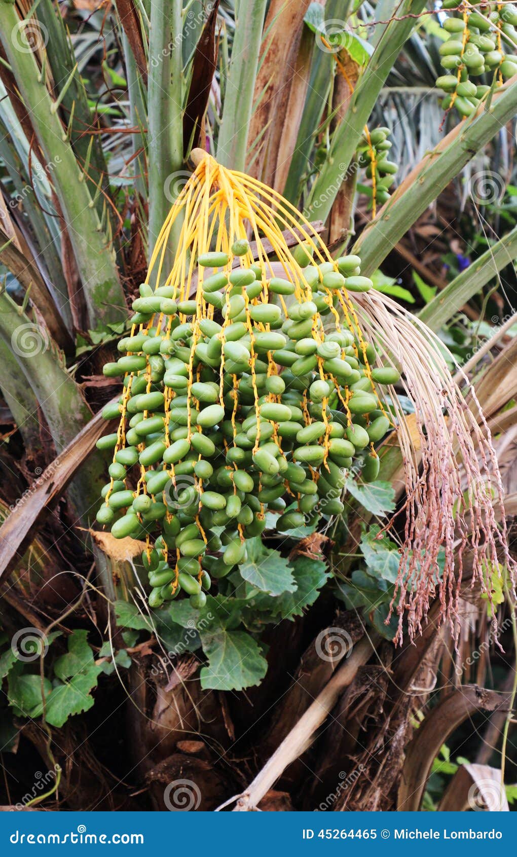 Palm tree fruits stock image. Image of landscape, portrait - 45264465