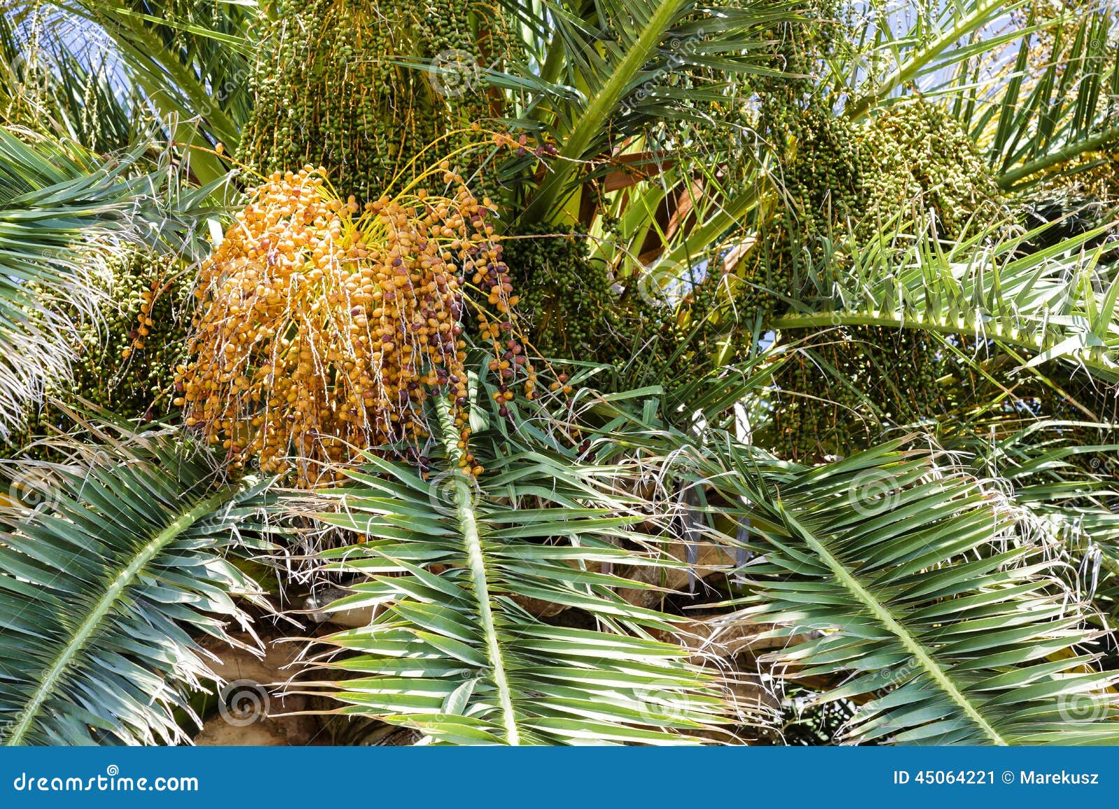 The Palm tree fruits stock image. Image of exotic, fruit - 45064221