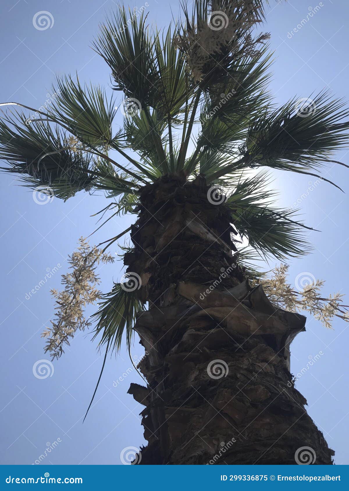 Palm Tree in Full Bloom Photographed from Below with the Blue Sky in ...
