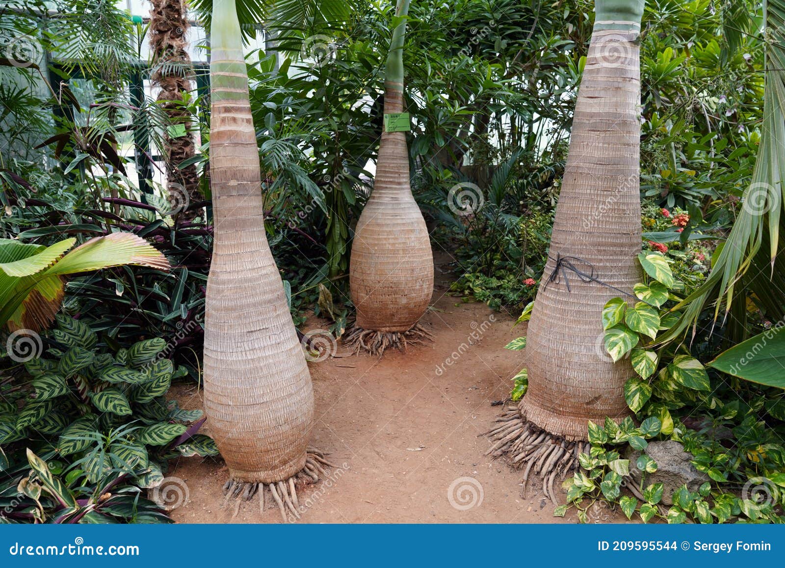 Palm tree in the garden stock photo. Image of tree, forest - 209595544