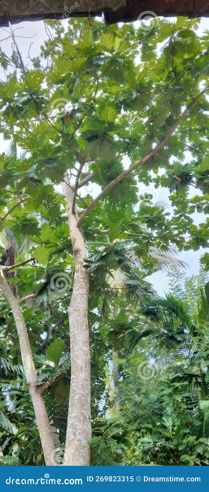 The Palm Tree in the Garden Stock Image - Image of beautiful, garden ...