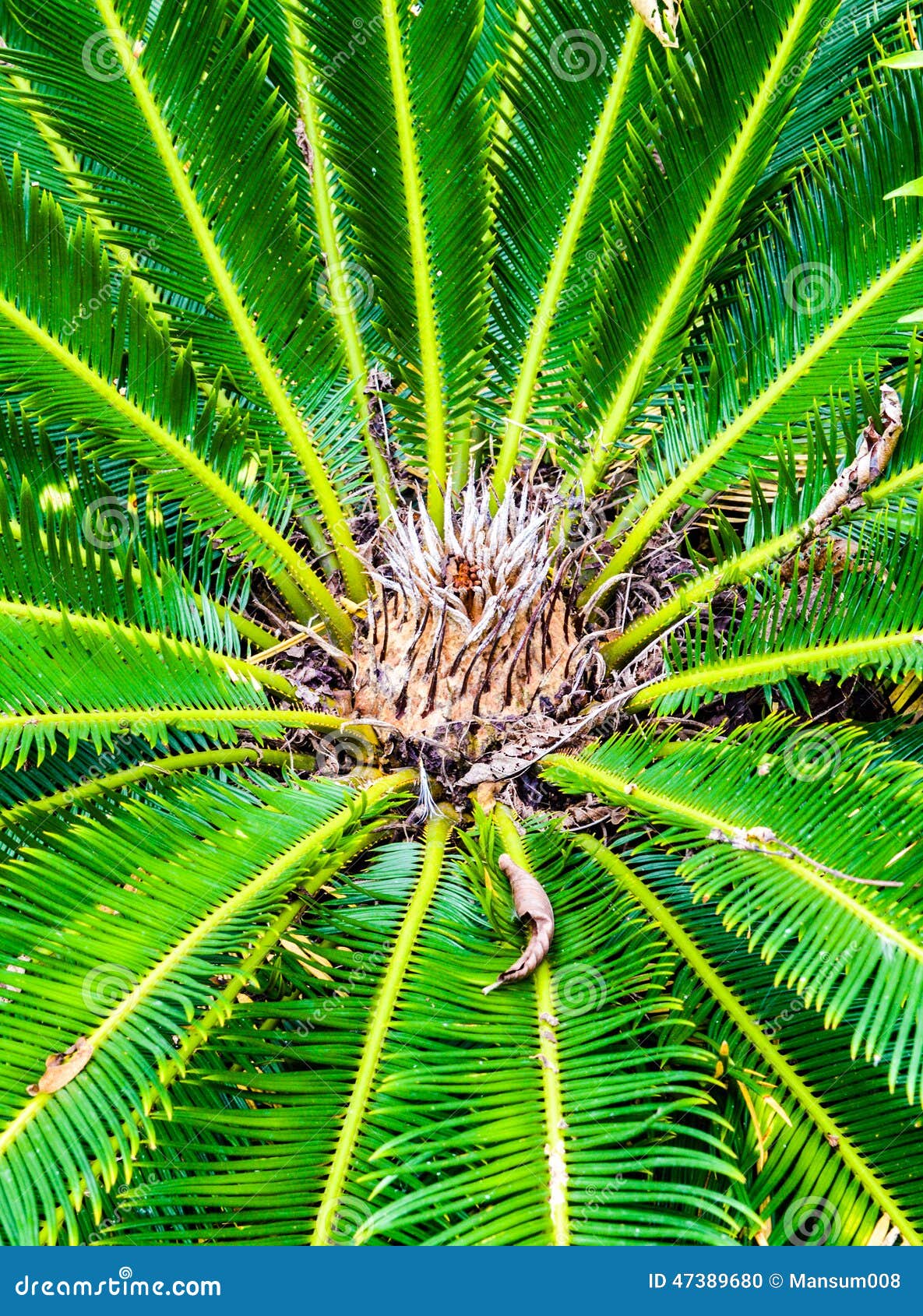 Palm tree stock photo. Image of nature, natural, palm - 47389680