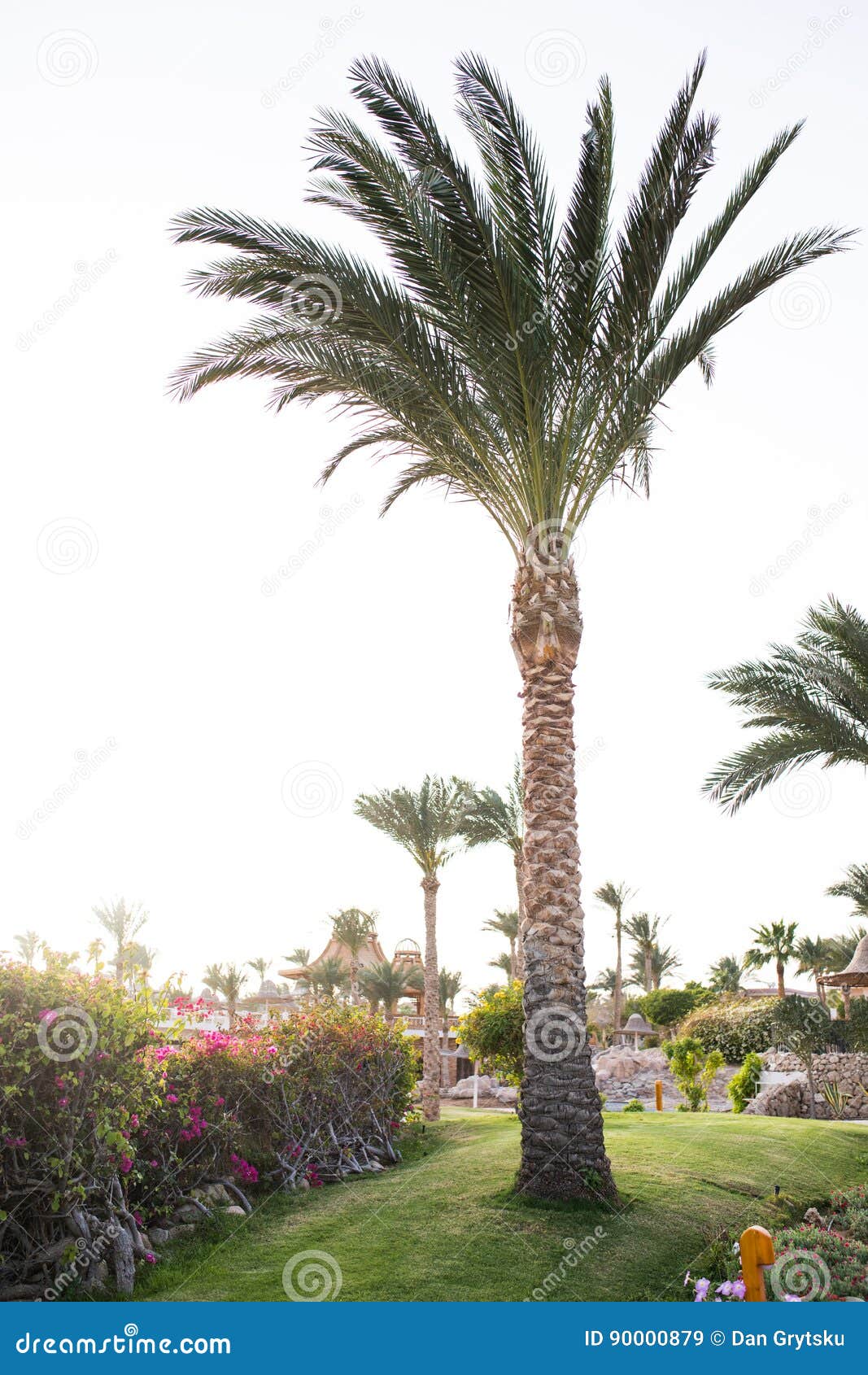 Palm Tree on Garden Background Neat Sea Stock Image - Image of date ...