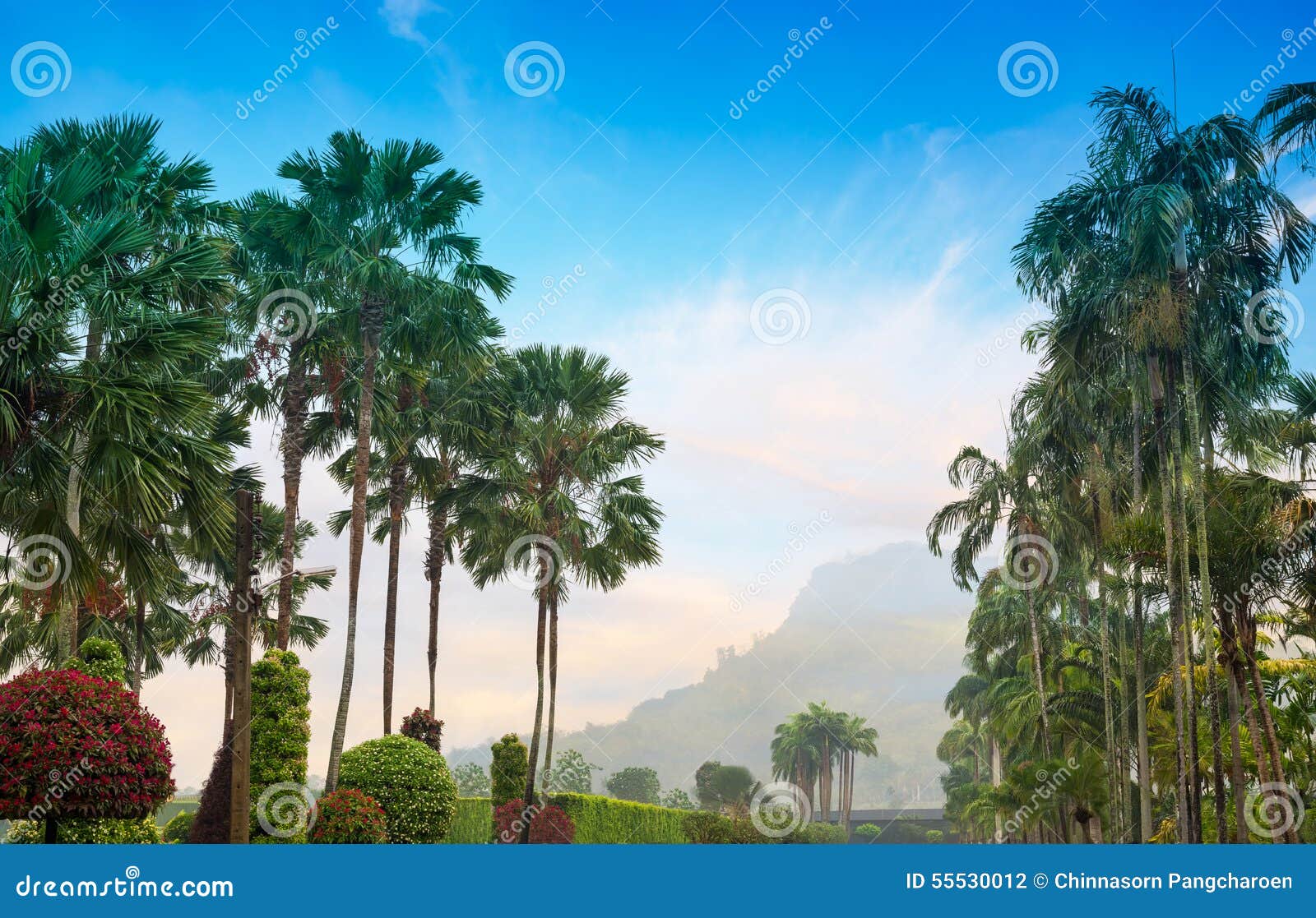 Palm tree garden stock photo. Image of cloud, green, lush - 55530012