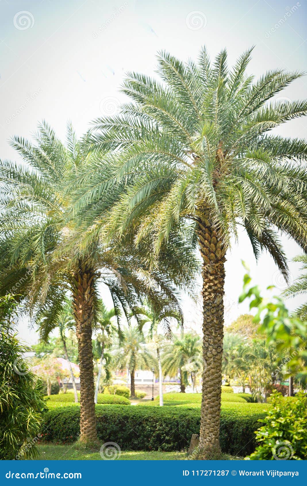 Palm tree garden stock image. Image of shore, background - 117271287