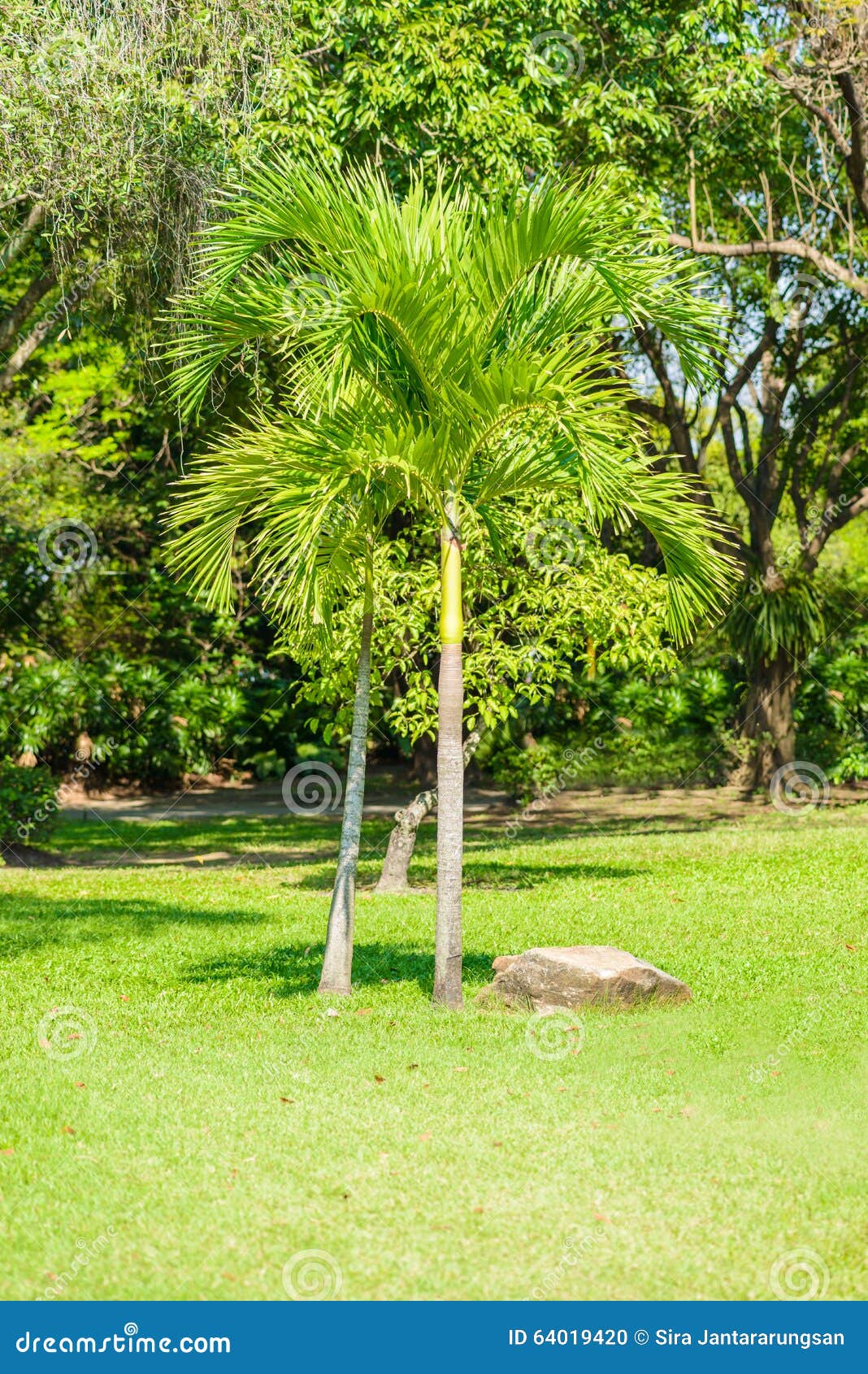 Palm tree in the garden stock photo. Image of tropical - 64019420