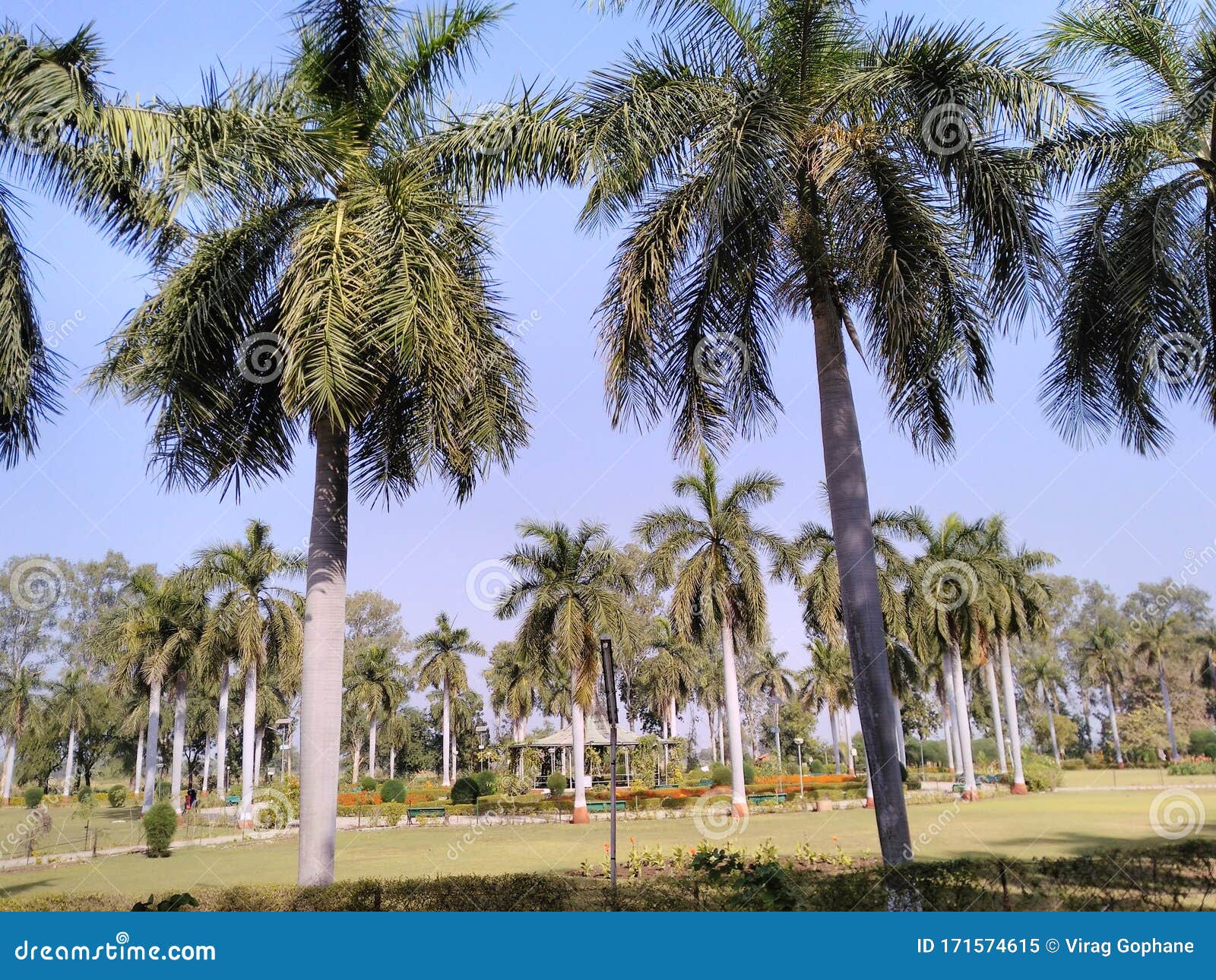 Palm tree in garden stock image. Image of garden, palm - 171574615