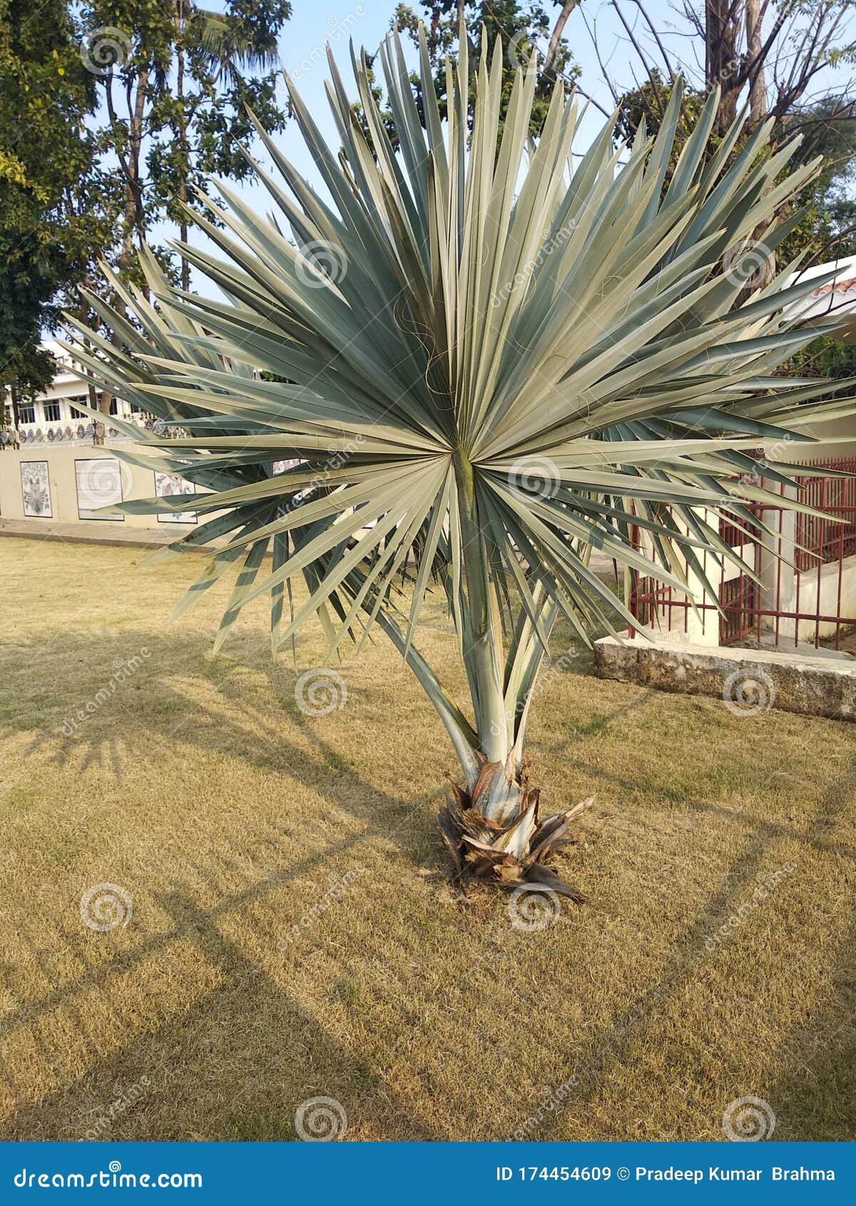 Palm tree for Garden stock image. Image of bhubaneswar - 174454609