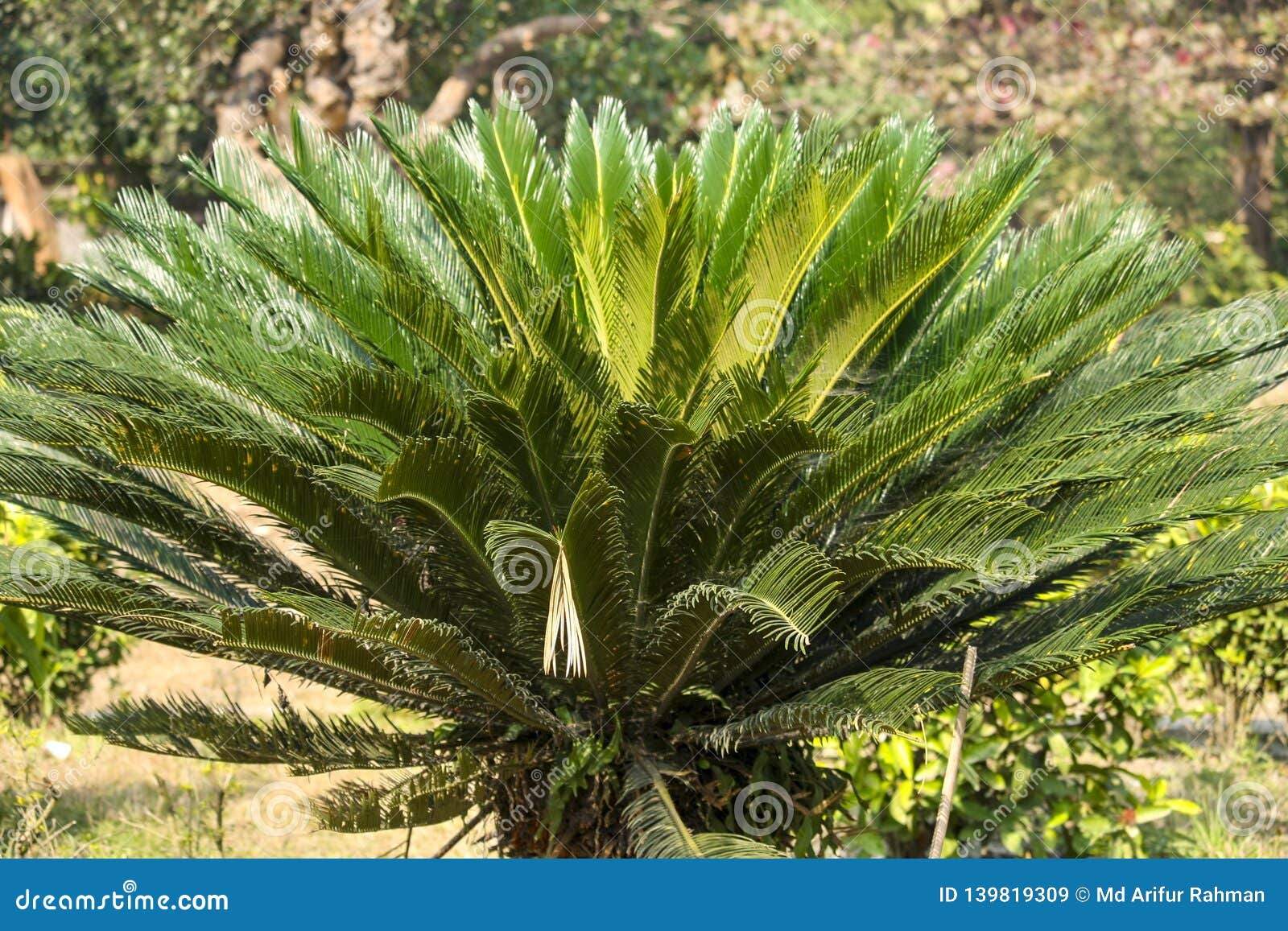 A palm tree in the Garden stock image. Image of delicate - 139819309