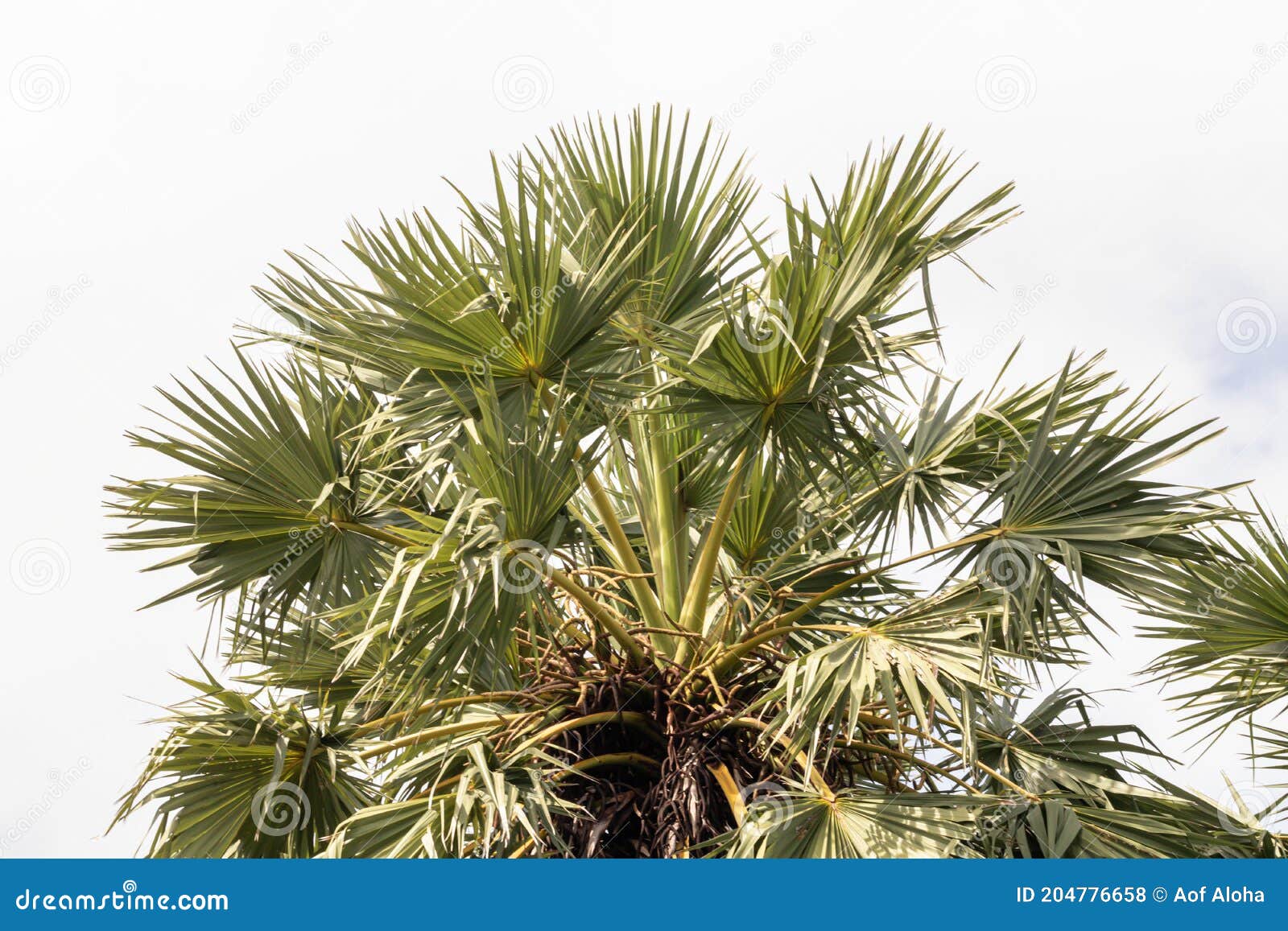 Palm tree in a garden. stock photo. Image of flowers - 204776658