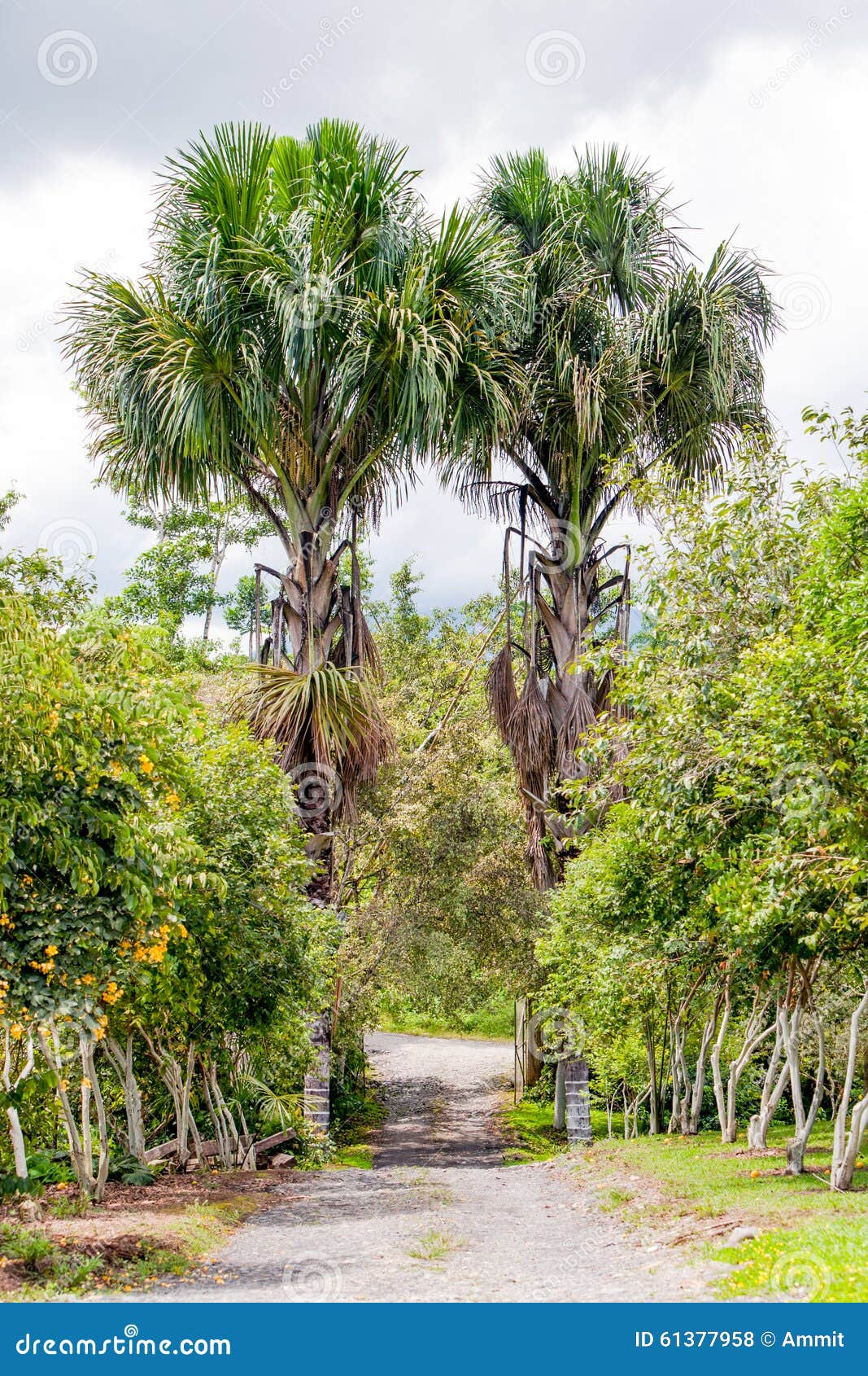 Palm Tree Gate stock photo. Image of rf0230, road, lane - 61377958
