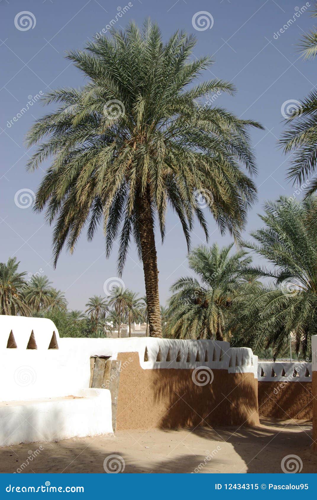 Palm Tree in Ghadames, Libya Stock Image - Image of libya, ancient ...