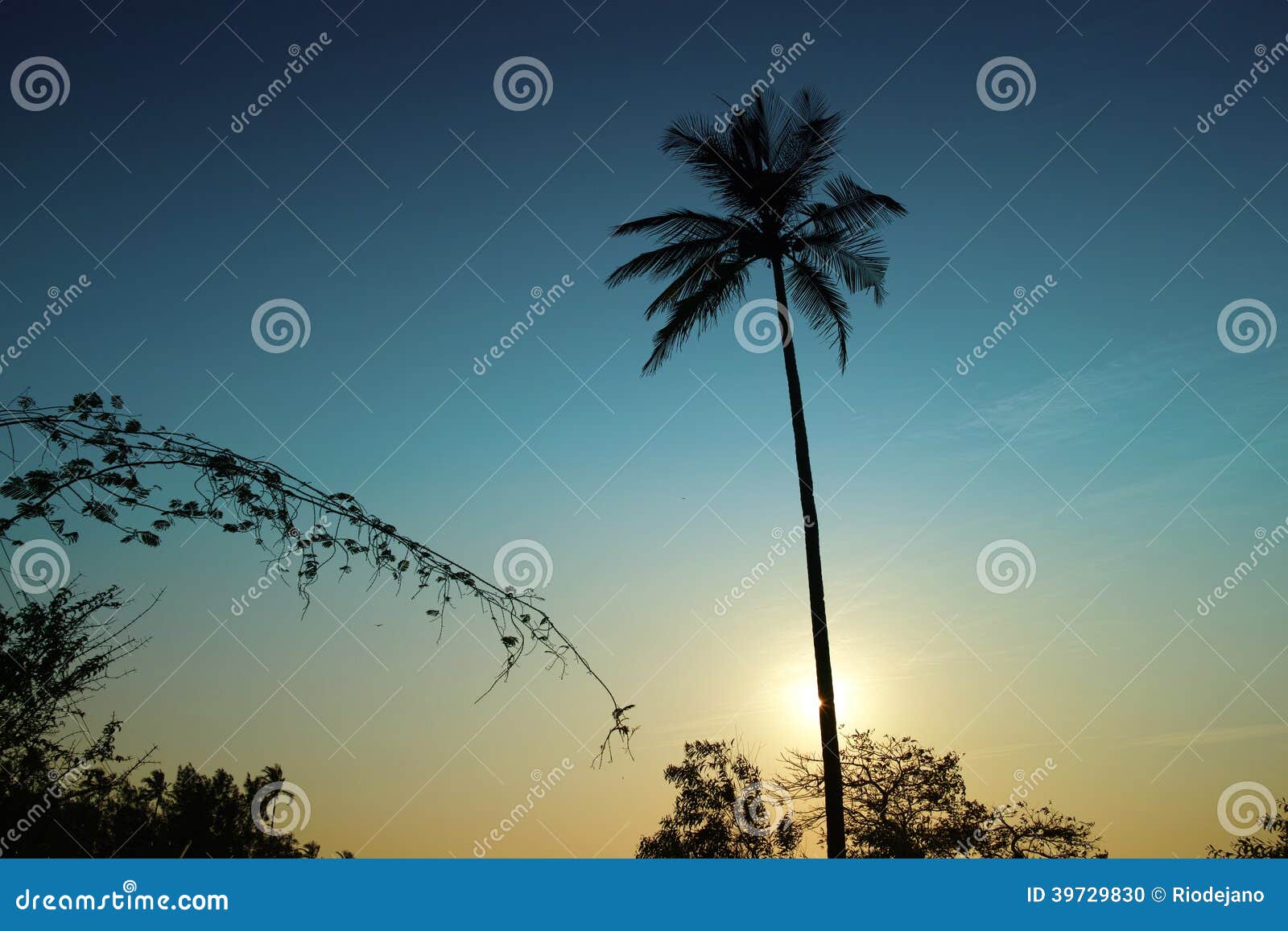 The Palm Tree, Goa stock photo. Image of beauty, asian - 39729830