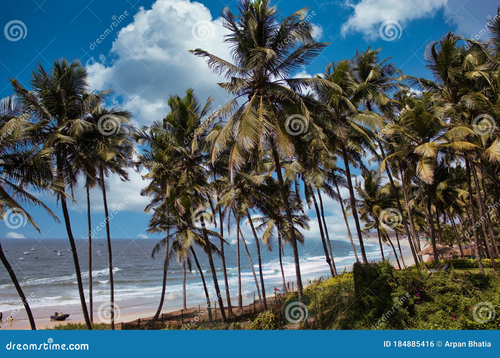 Palm tree, Goa, India stock photo. Image of coast, scenery - 184885416