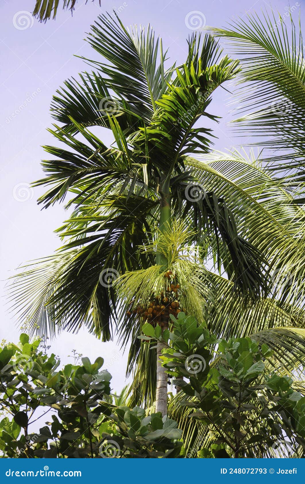 Palm tree in Goa stock image. Image of nature, summer - 248072793