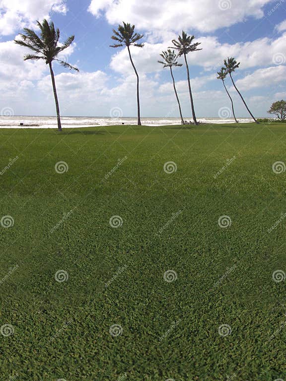 Palm Tree Golf Course the Beach Stock Image - Image of bunker, expense ...