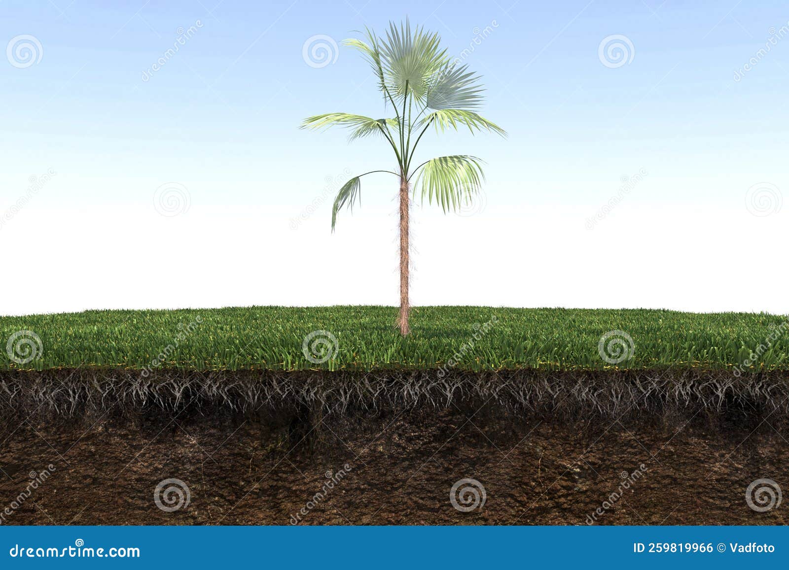 Palm Tree on the Grass and a Slice of Soil Under it Stock Illustration ...