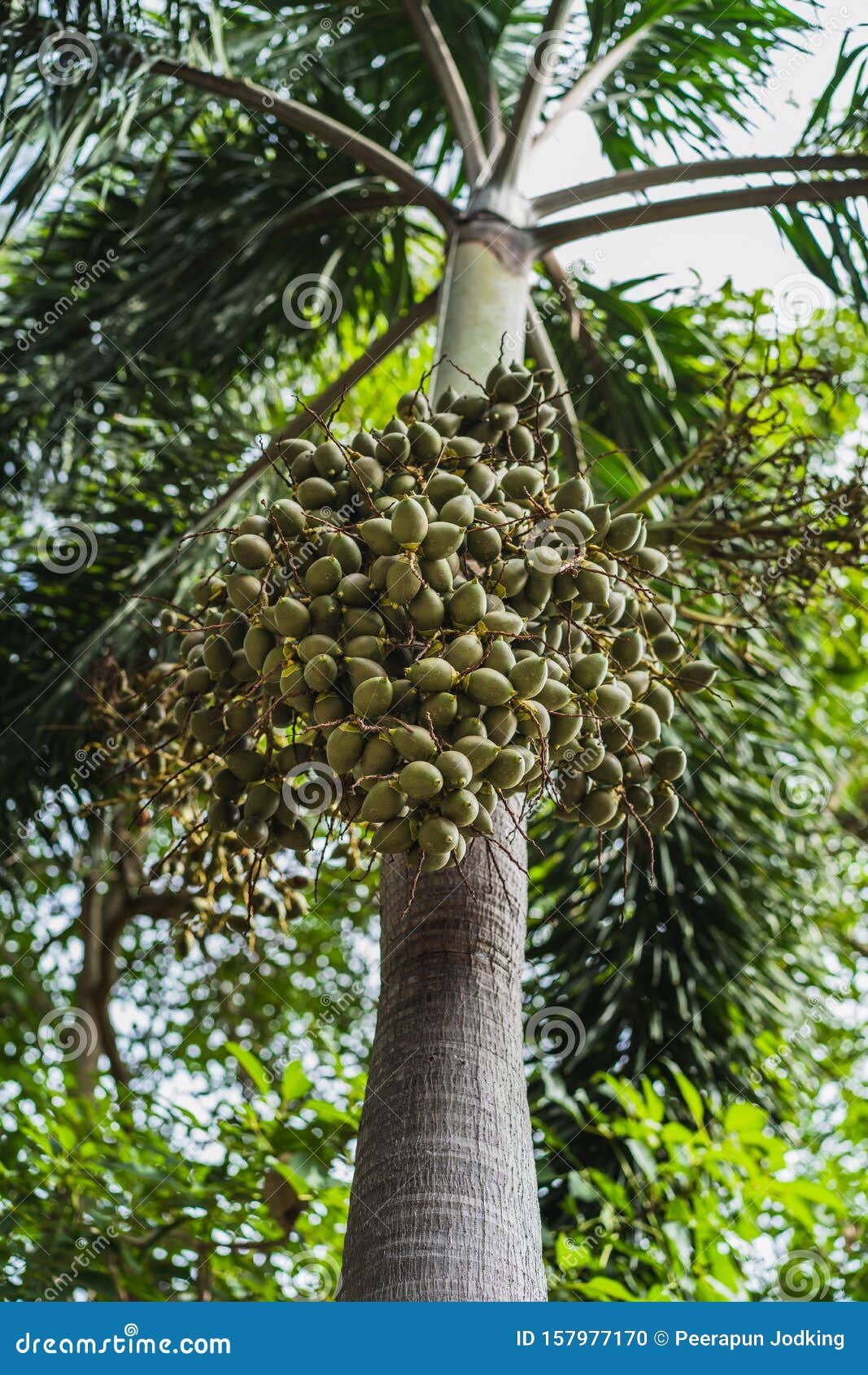 Palm Tree with Green Datiles in Spring and Summer Stock Photo - Image ...