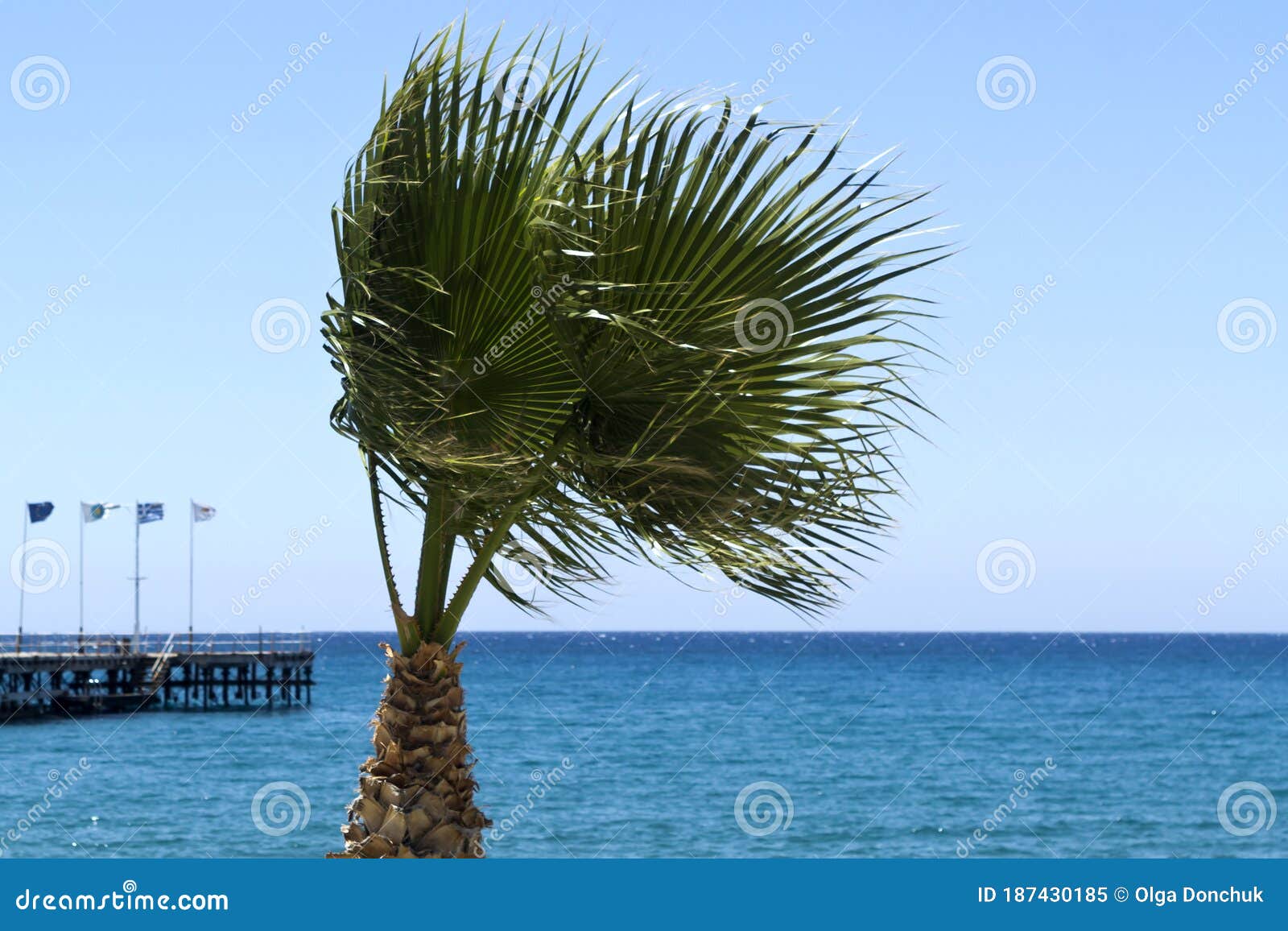 Palm Tree Blowing in the Wind Stock Image - Image of water, outdoor ...