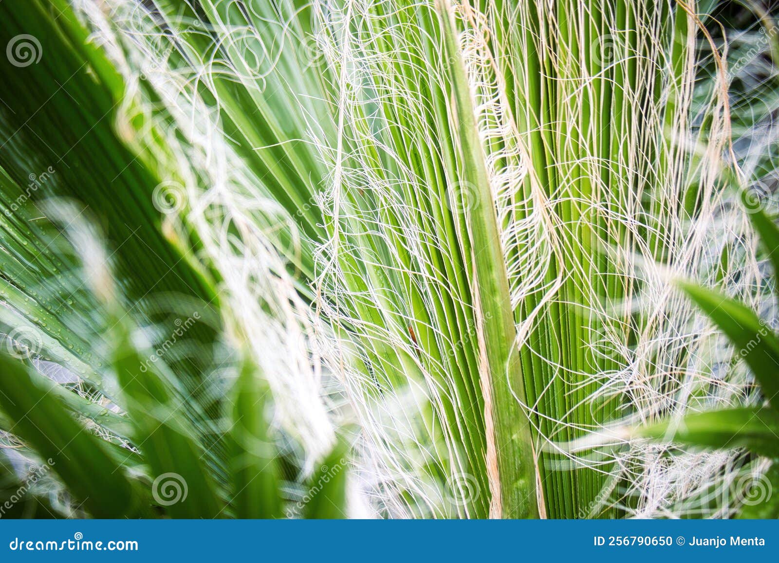 Palm Tree Green Leaves Texture Background Stock Photo - Image of jungle ...