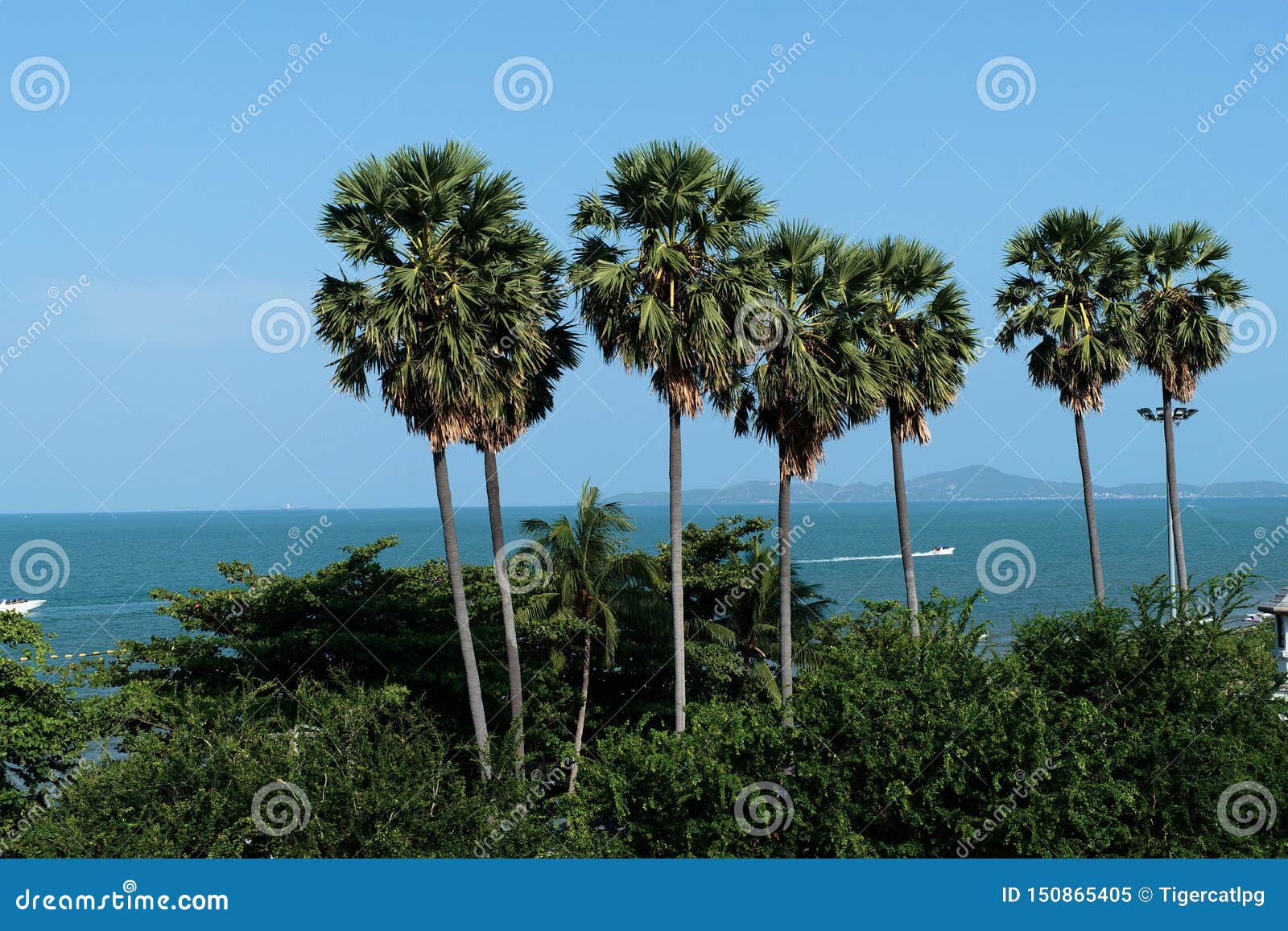 A Palm Tree that is a Group at the Pattaya`s Beach Stock Image - Image ...