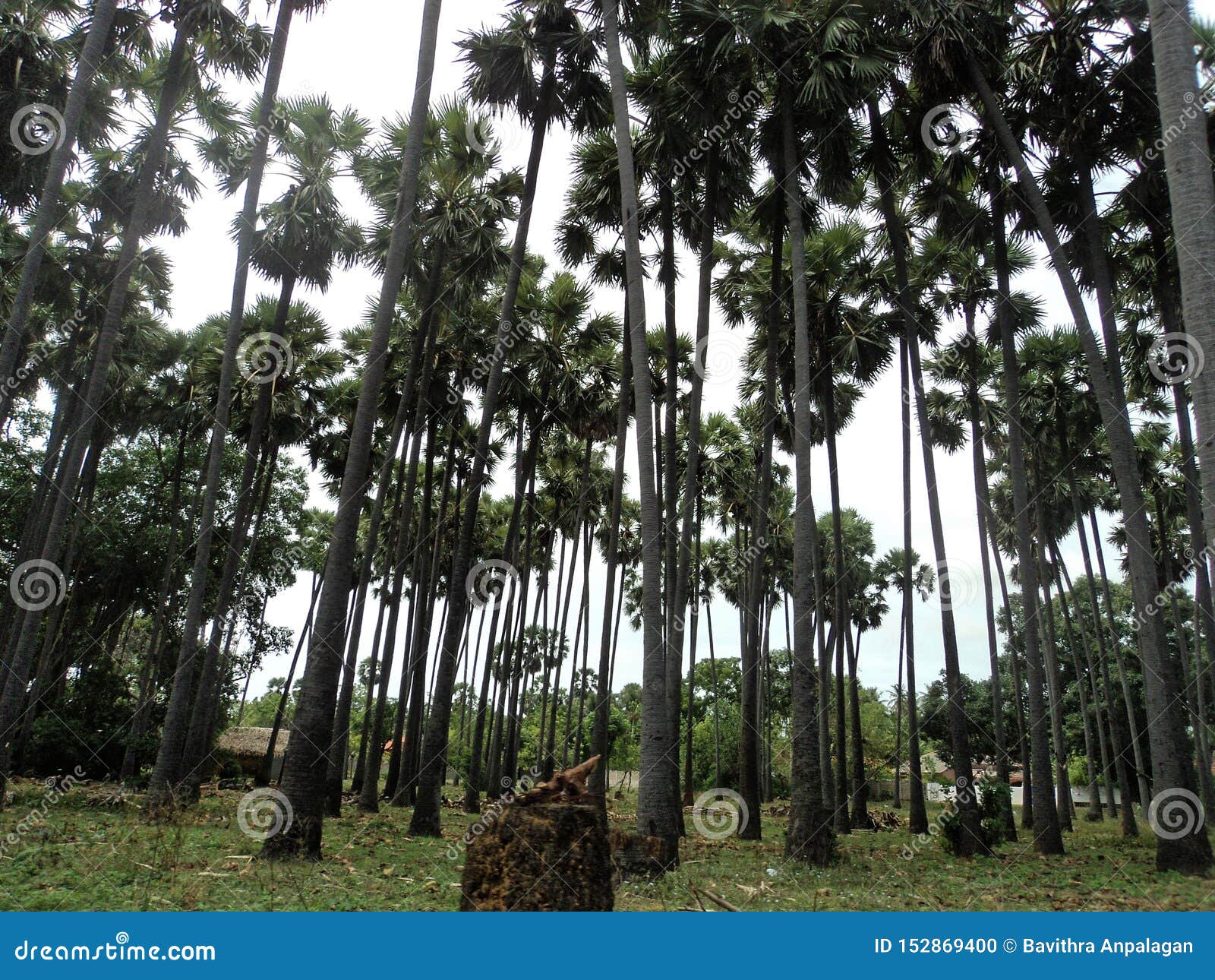 Palm Tree stock photo. Image of hawaii, graphic, landscape - 152869400