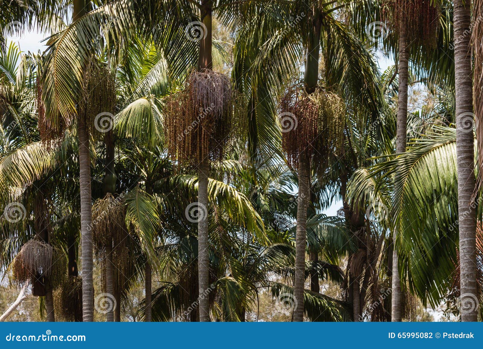 Palm tree grove stock photo. Image of alexandra, palm - 65995082