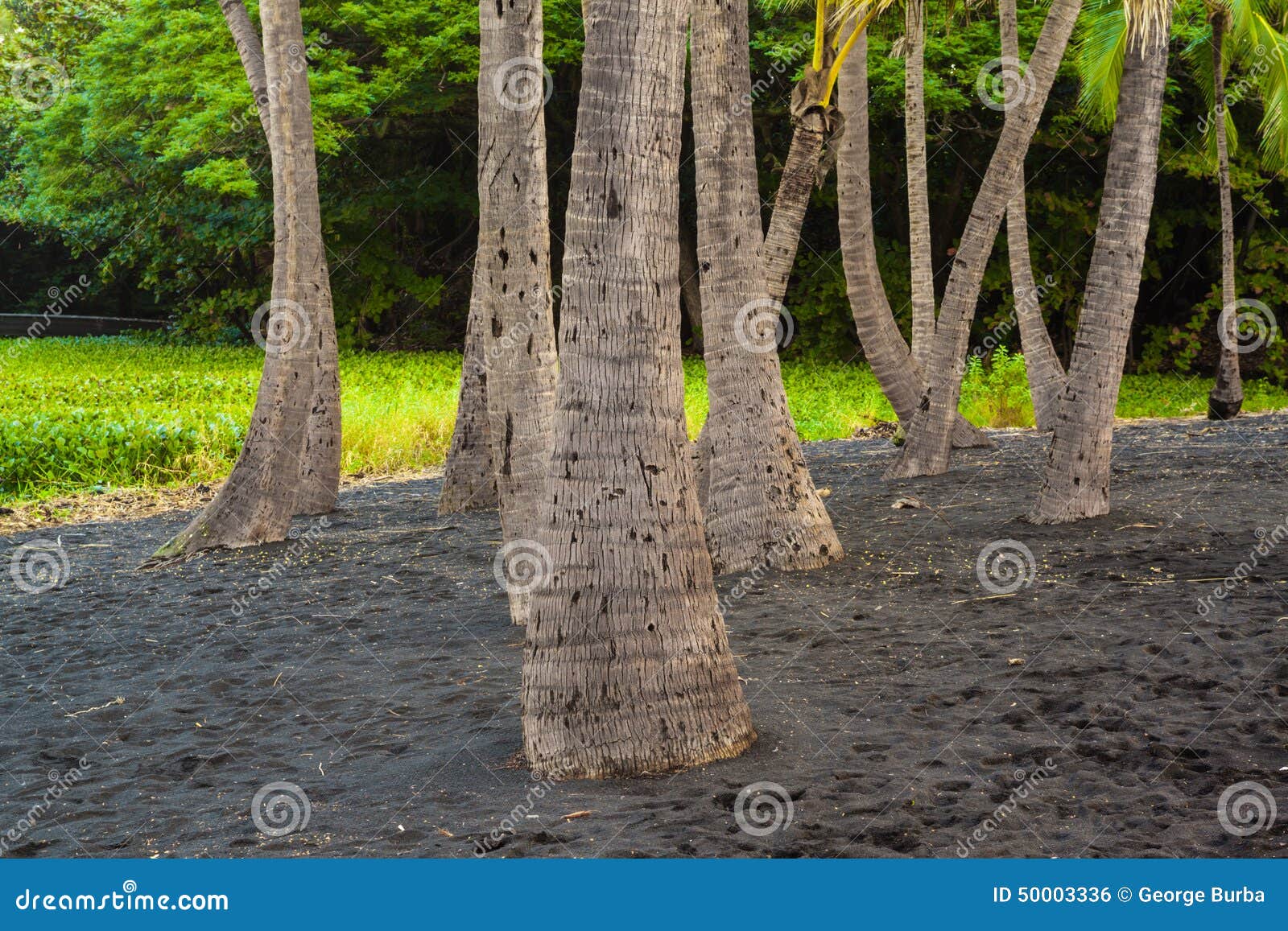 Palm tree grove stock photo. Image of bush, tranquility - 50003336