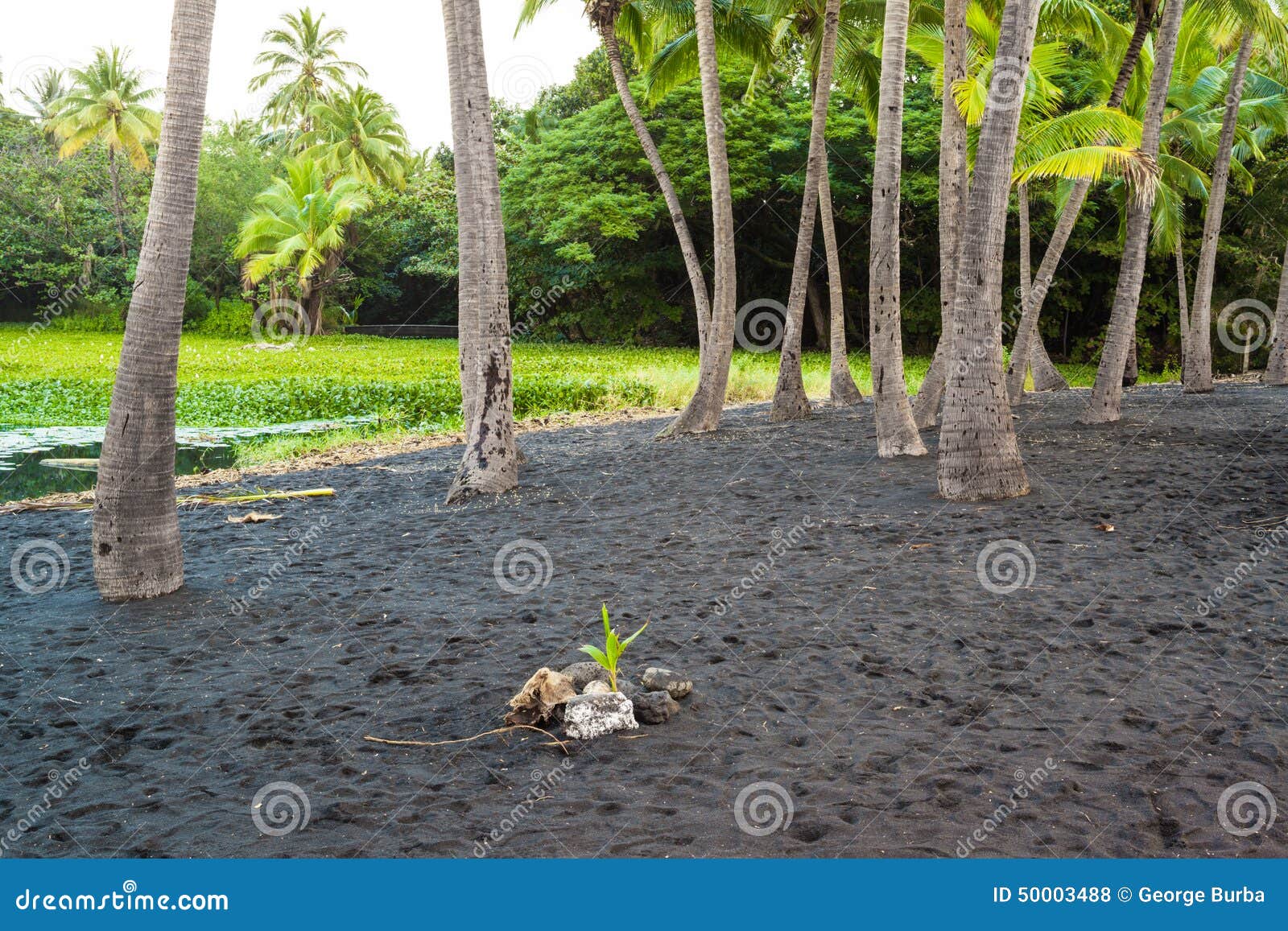 Palm tree grove stock photo. Image of grove, palm, peaceful - 50003488