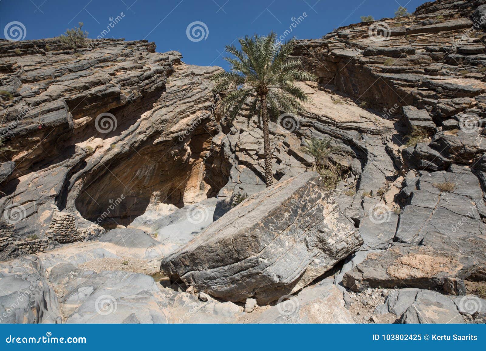 Palm Tree Growing in Front of a Cave. Stock Image - Image of cave ...
