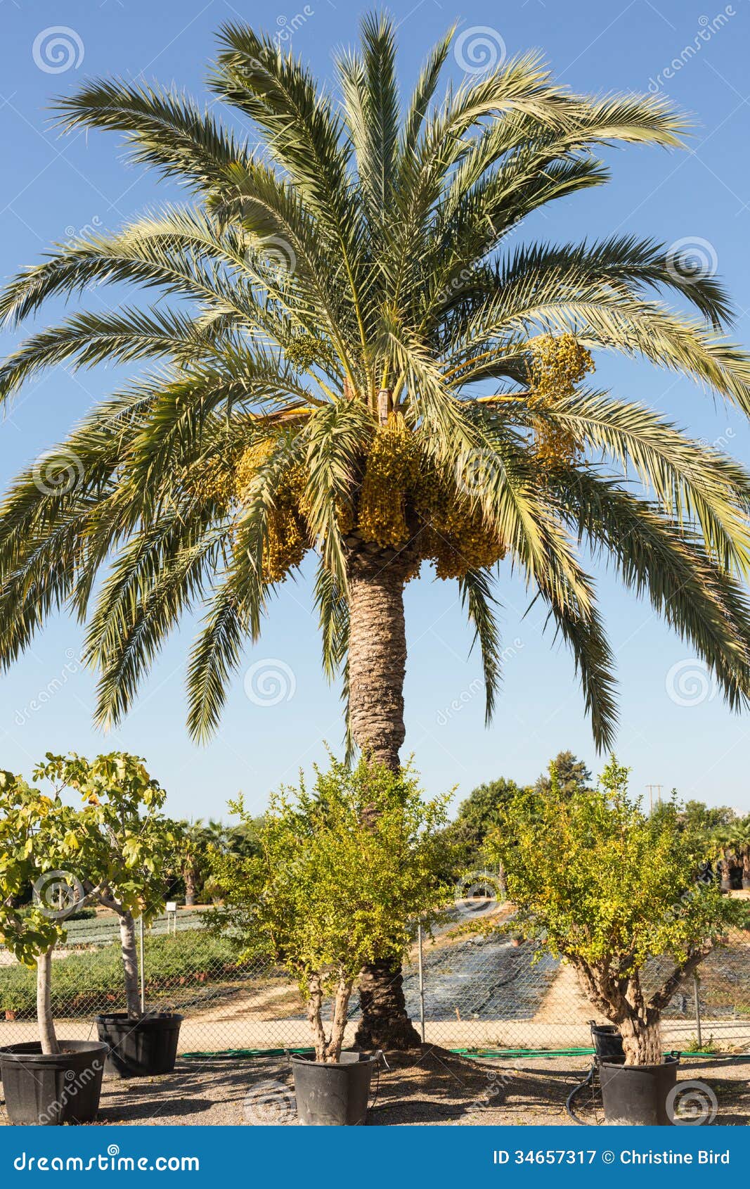 Palm Tree stock image. Image of summer, palm, centre - 34657317