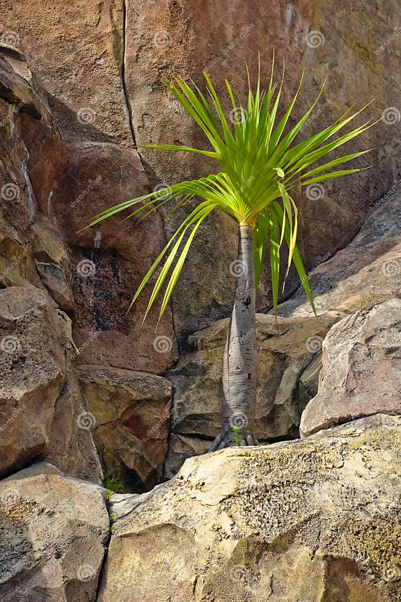Palm tree growing on rocks stock image. Image of overcome - 5072627