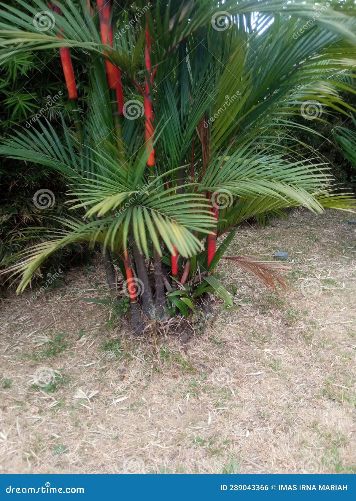 A Palm Tree that Grows Like Bamboo Stock Photo - Image of tree, grows ...